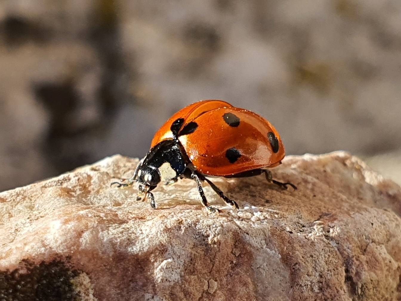 Katica - Samsung Community