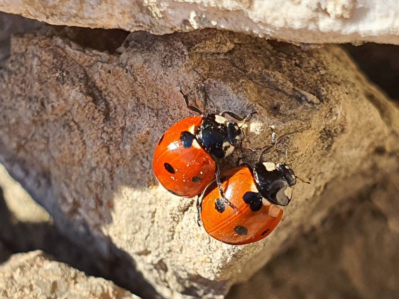 Katica - Samsung Community