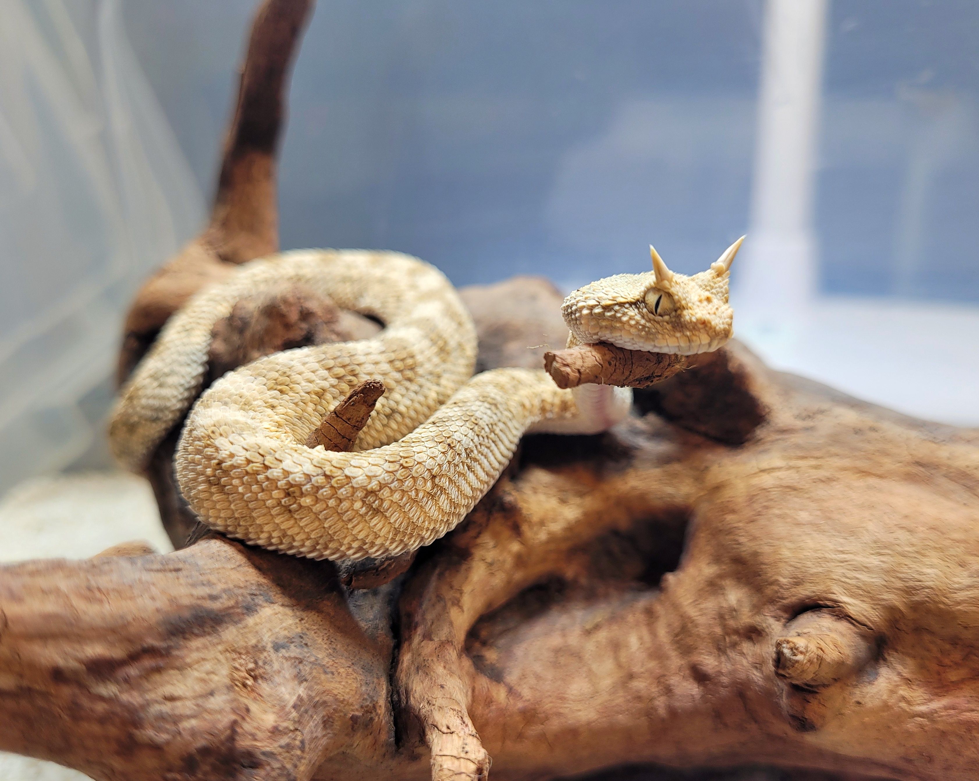 Żmija rogata - Imhotep S20 FE - Samsung Community