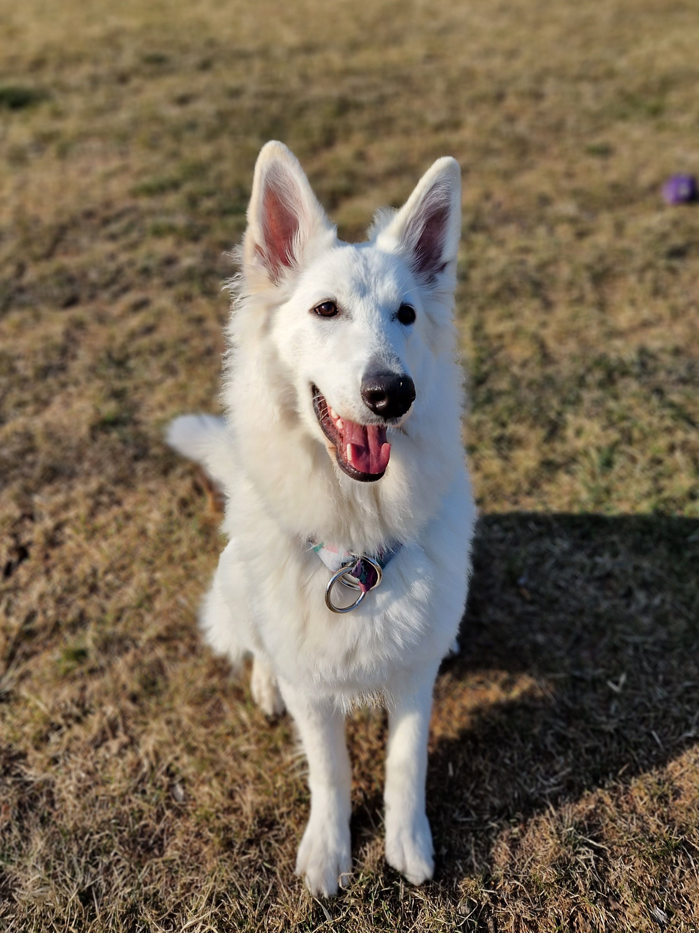 Lexi - S22 5G - Samsung Community