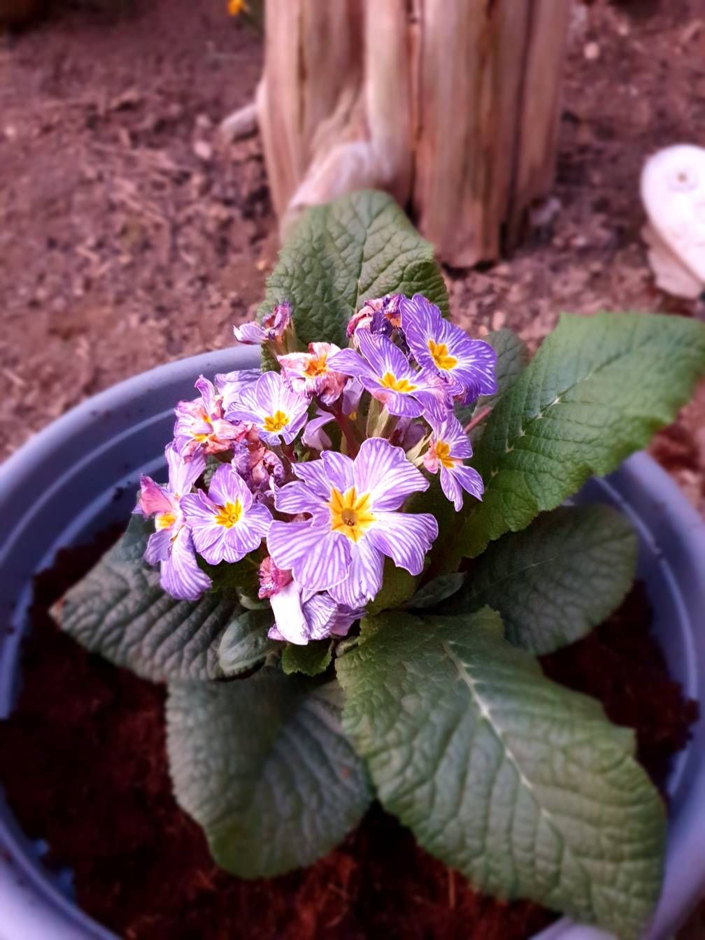 flowers - Samsung Community