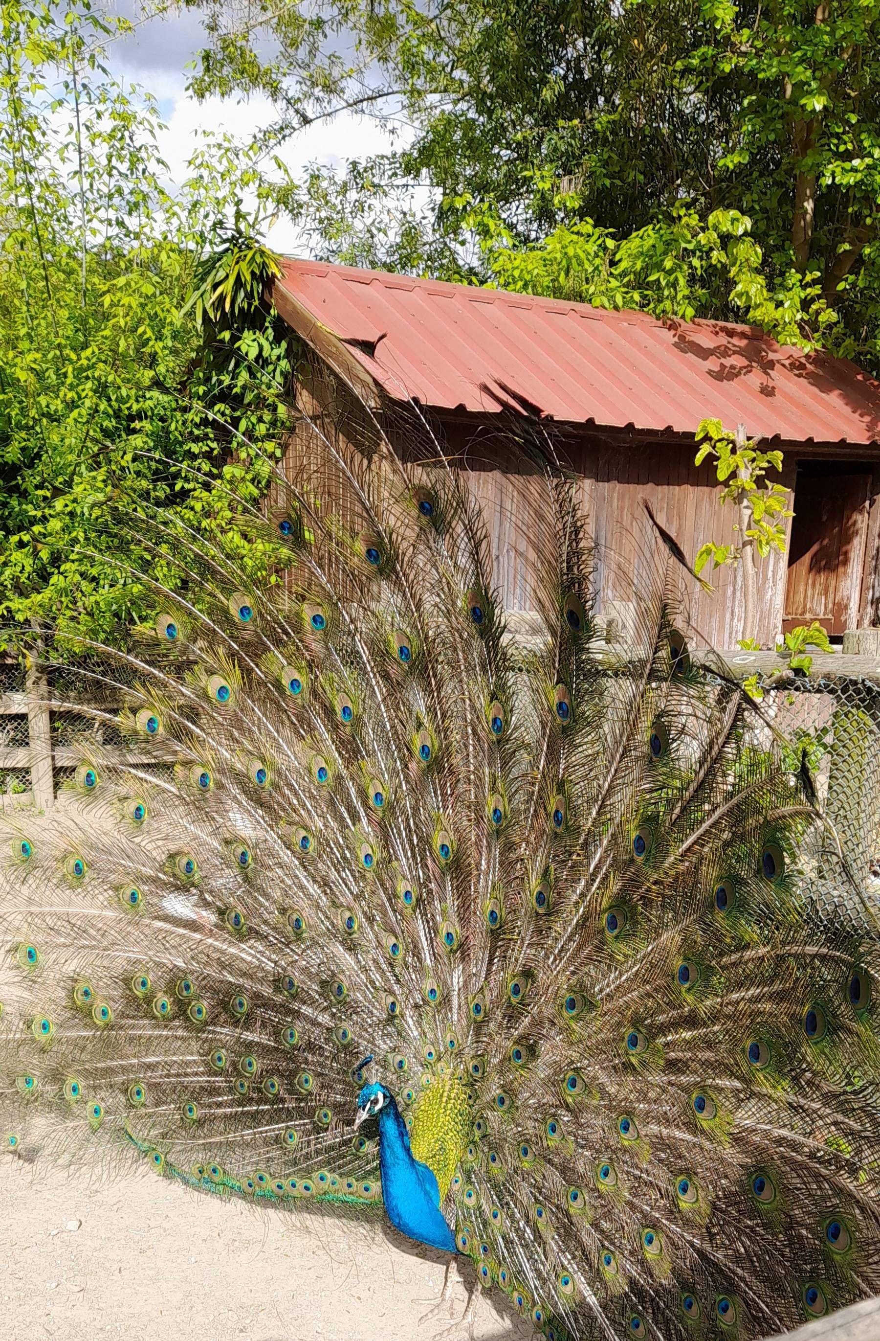 Pavao vaidoso - Samsung Community