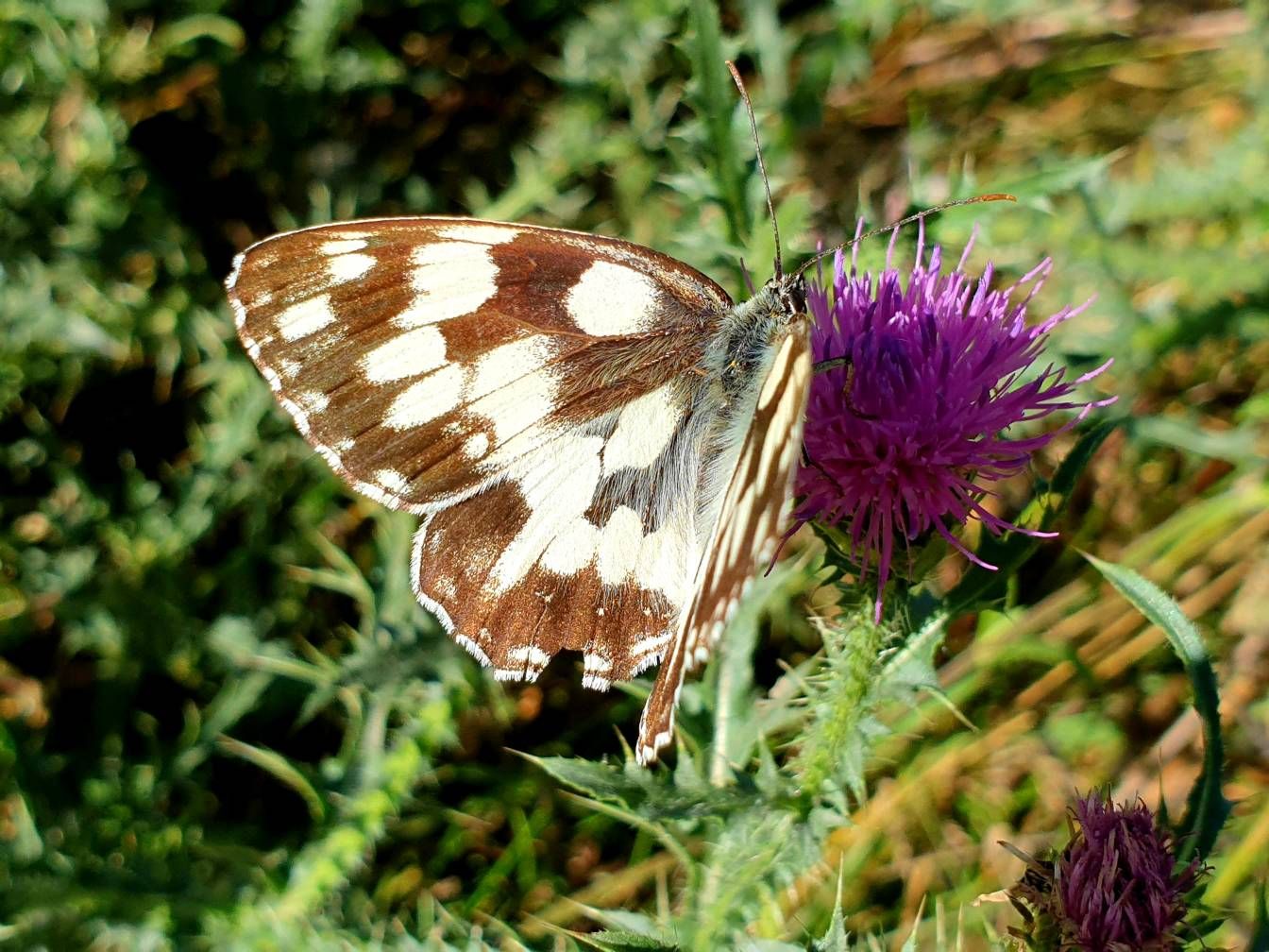 Pillangó - Samsung Community