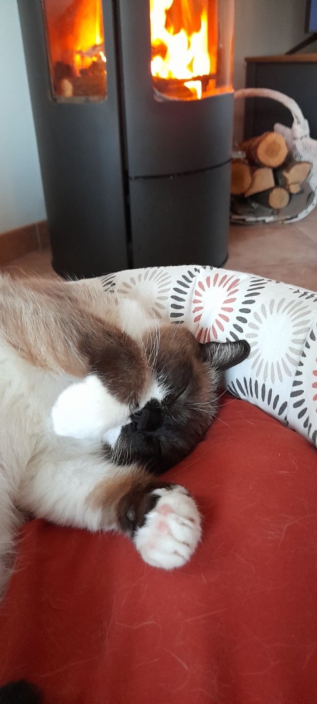 Chat au chaud ! 🐈🐱 - Samsung Community