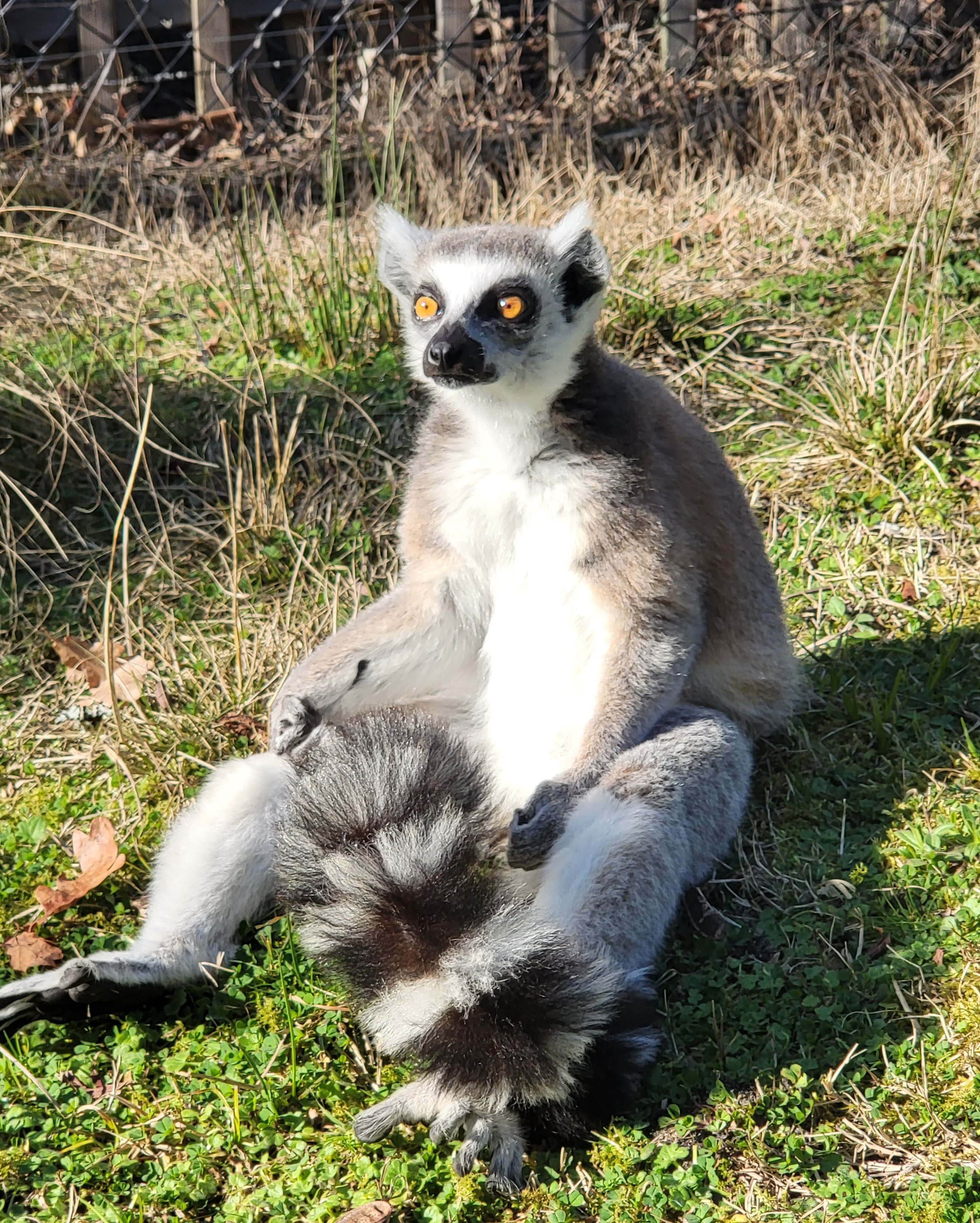 Lémurien - Samsung Community