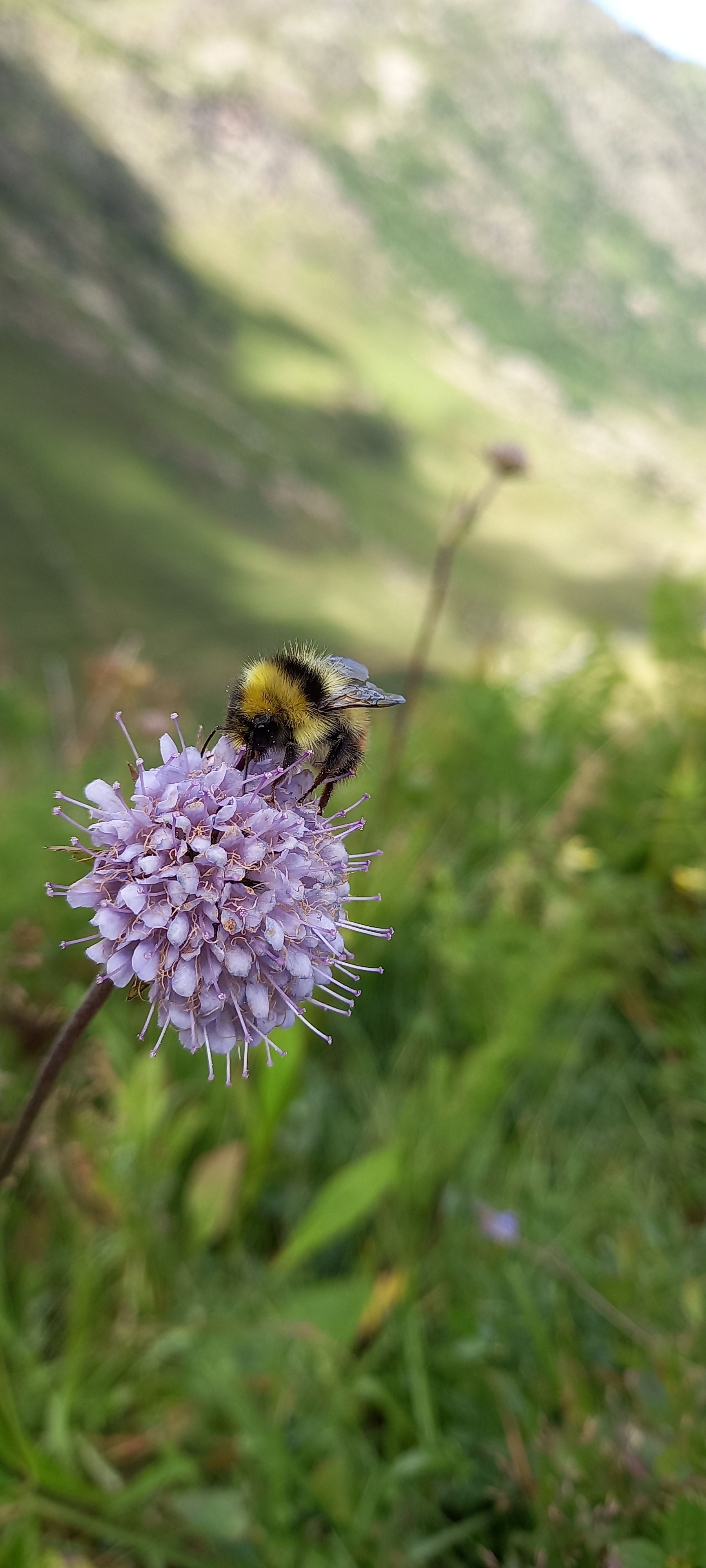 Petite boule de pollen - Samsung Community