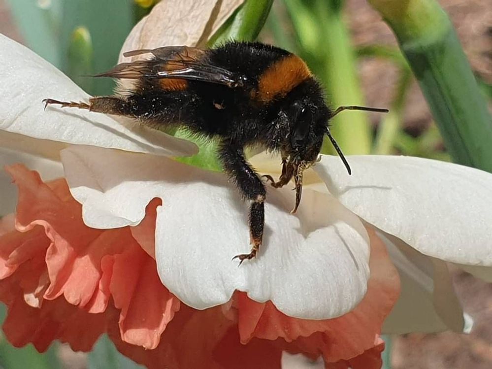 Abeille qui butine - Samsung Community