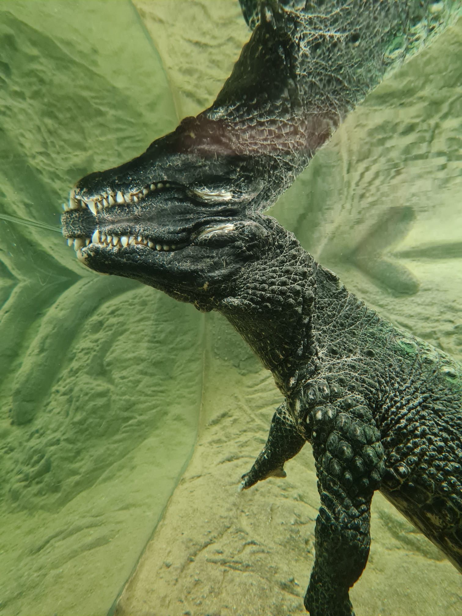 🐊☀️ - Samsung Community
