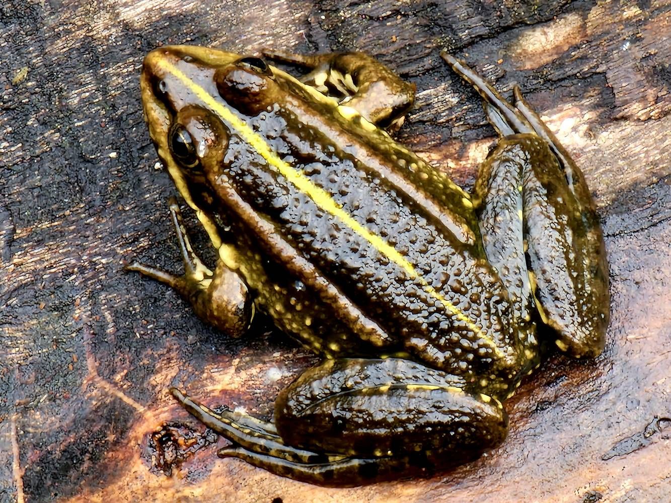 Béka - Samsung Community