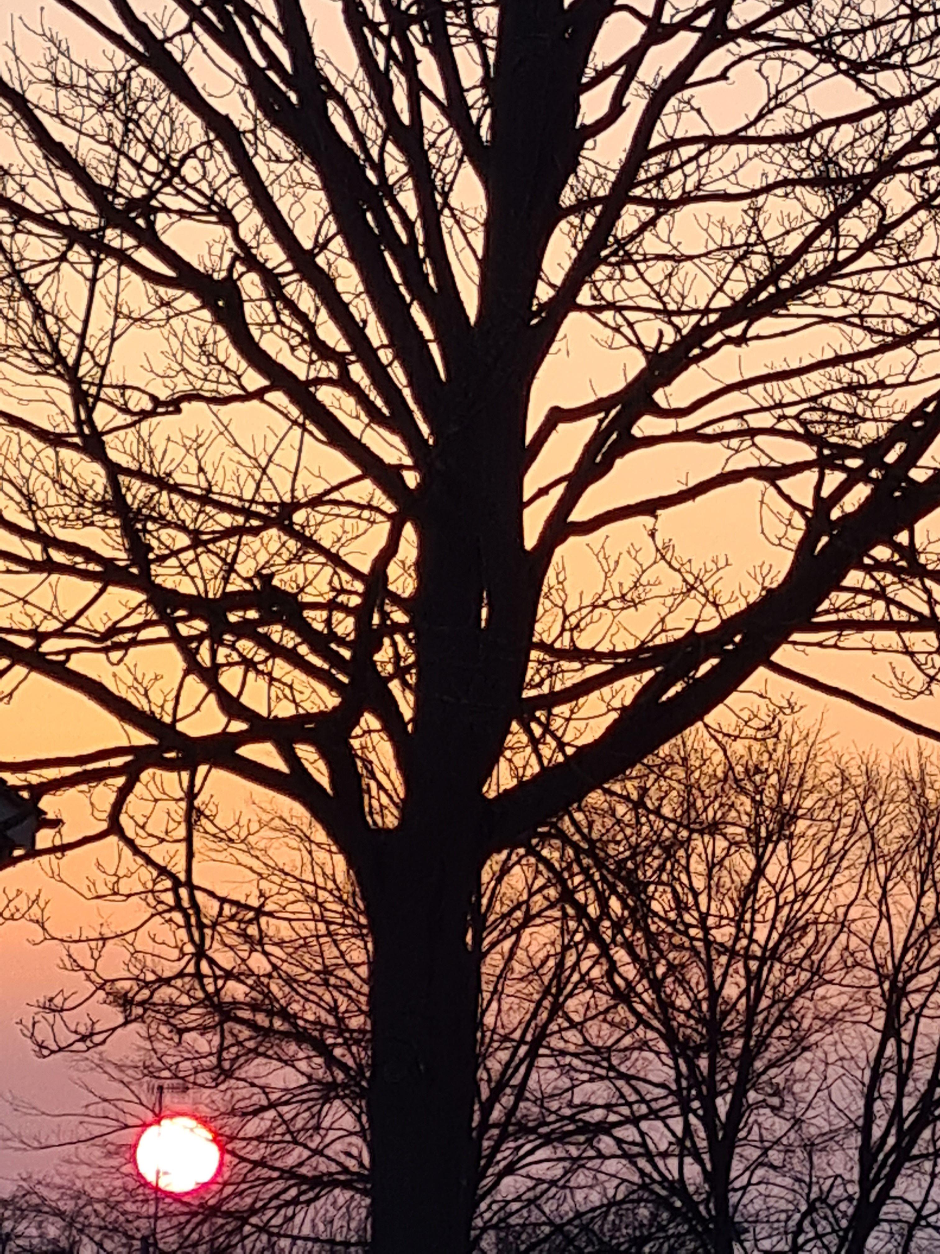 Trees silhouette - Samsung Community