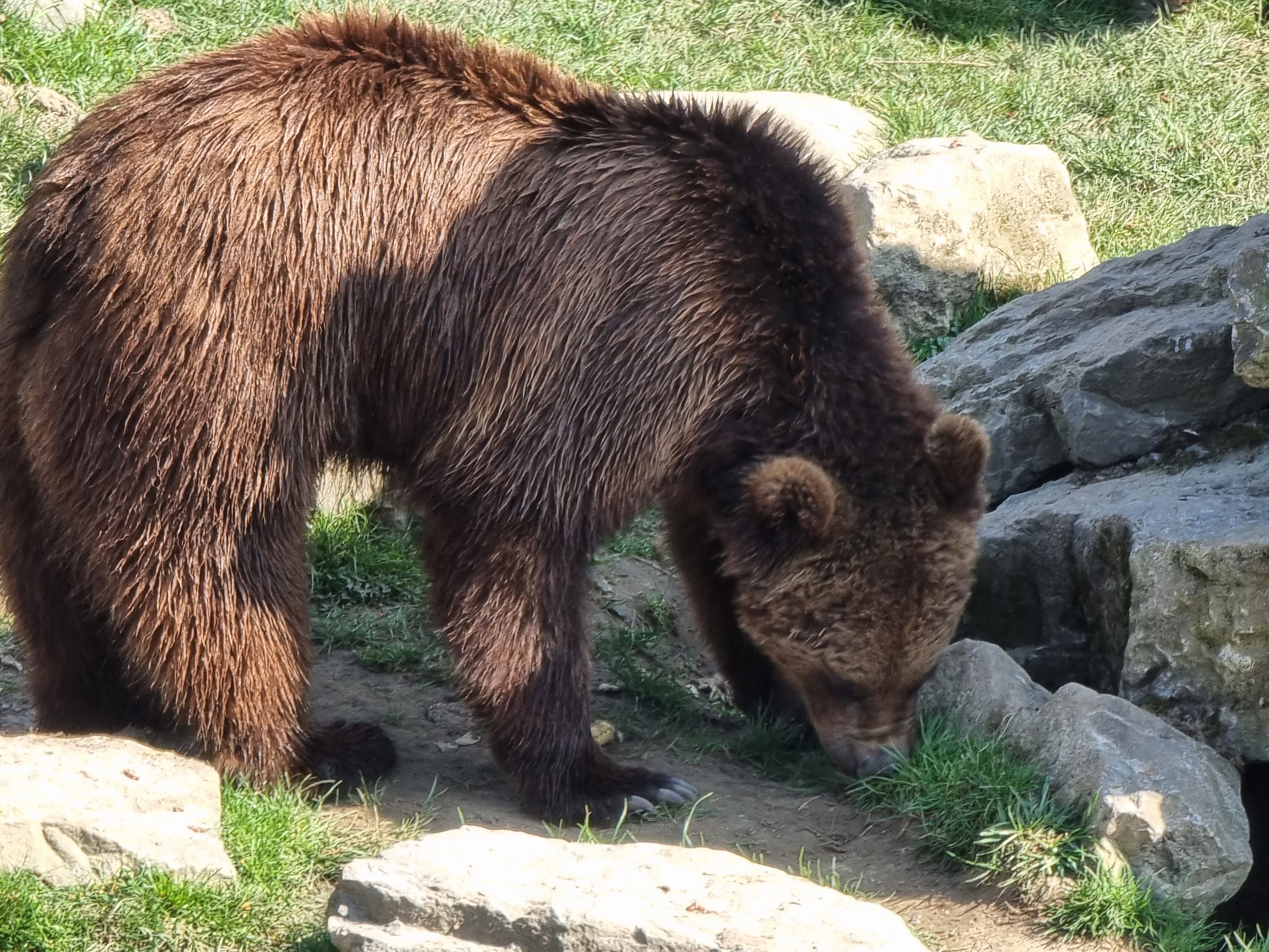 ourse brun - Samsung Community