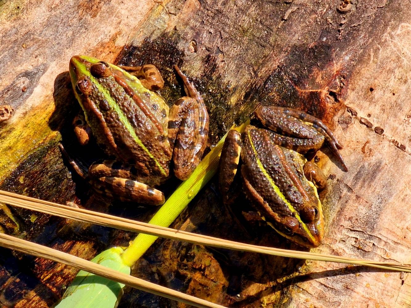 Békák - Samsung Community