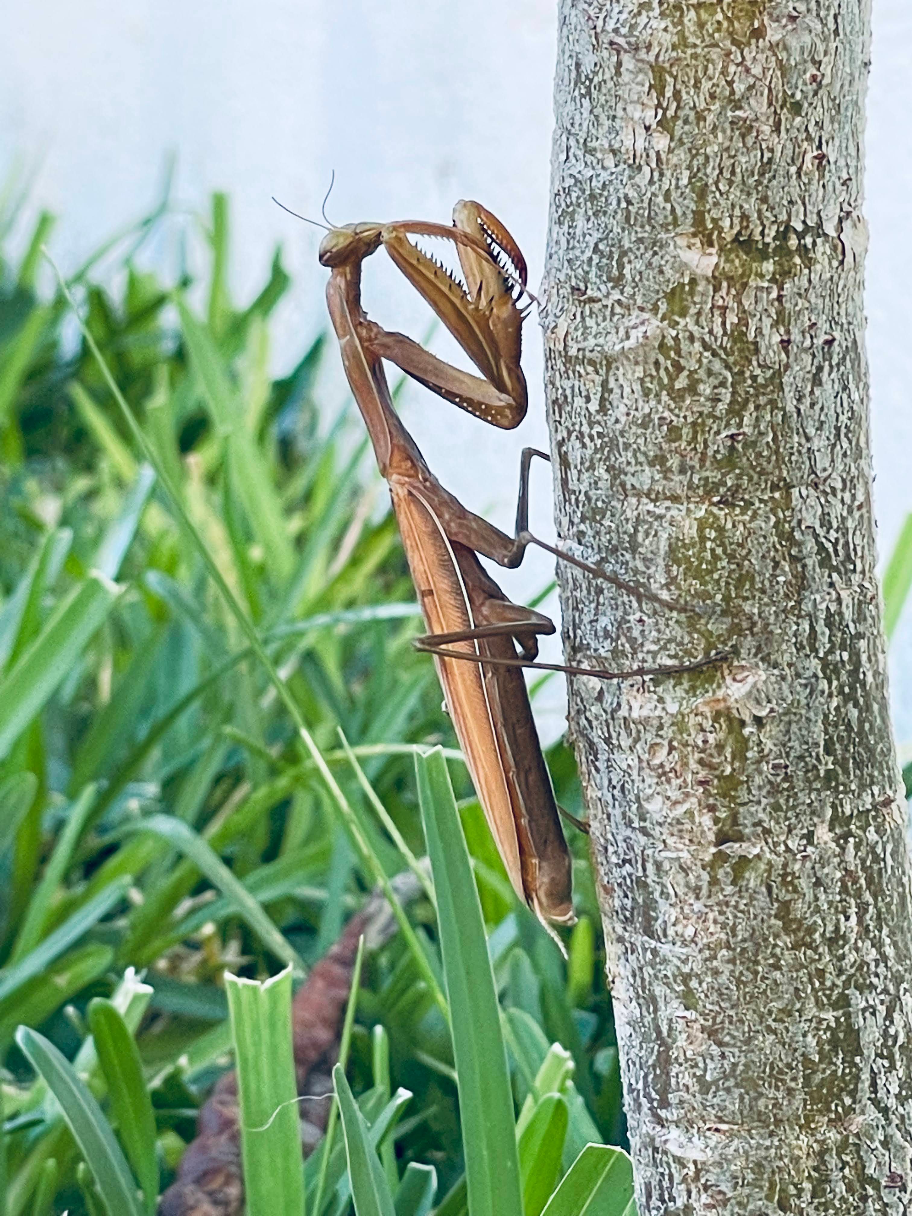 Bicho palo - Samsung Community