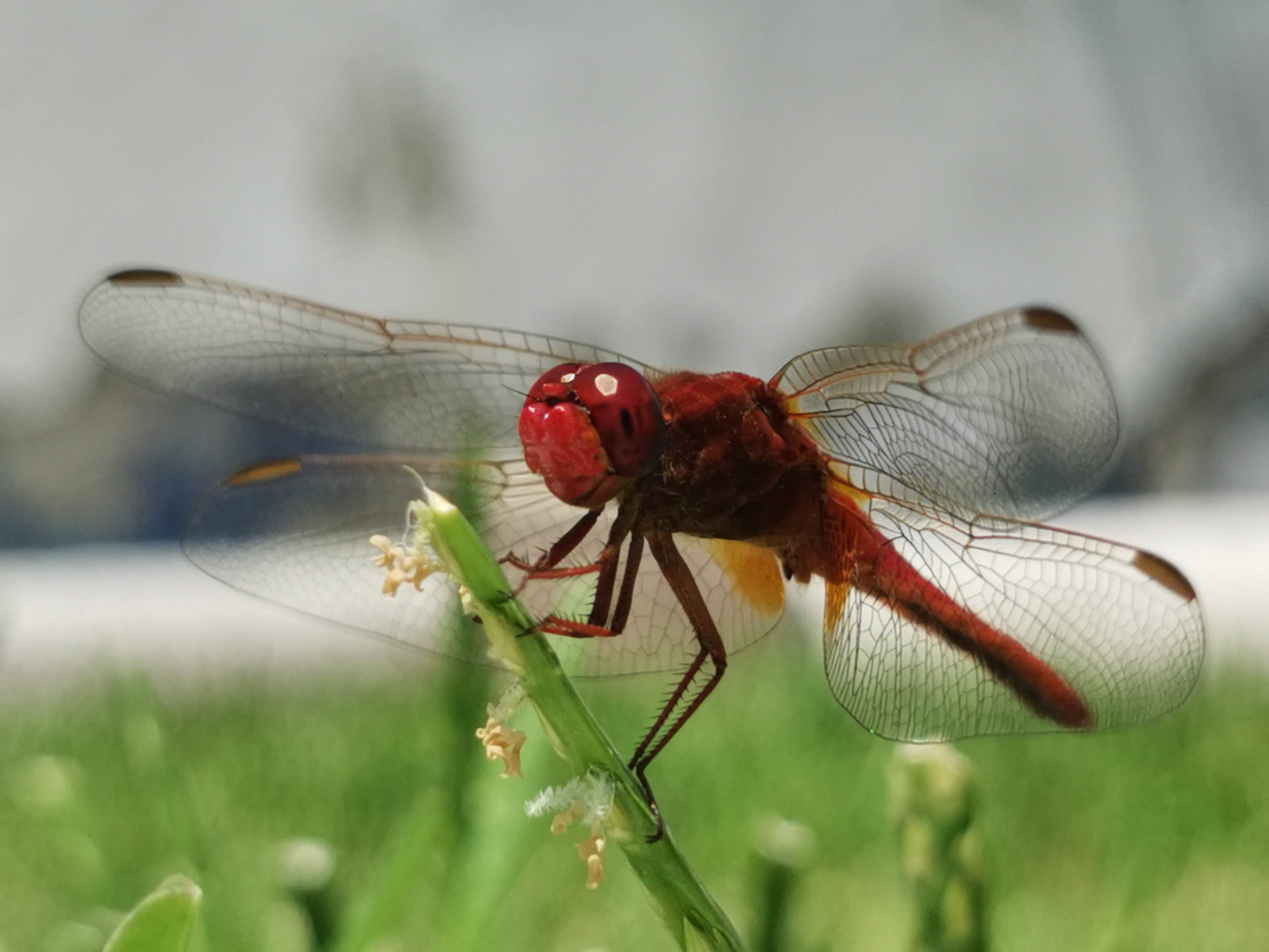 Libélula roja en el jardín - Samsung Community
