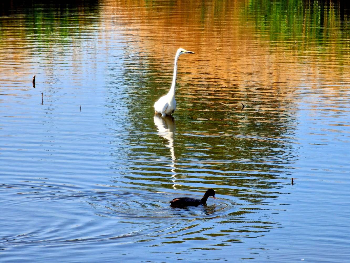 Fehér gém - Samsung Community