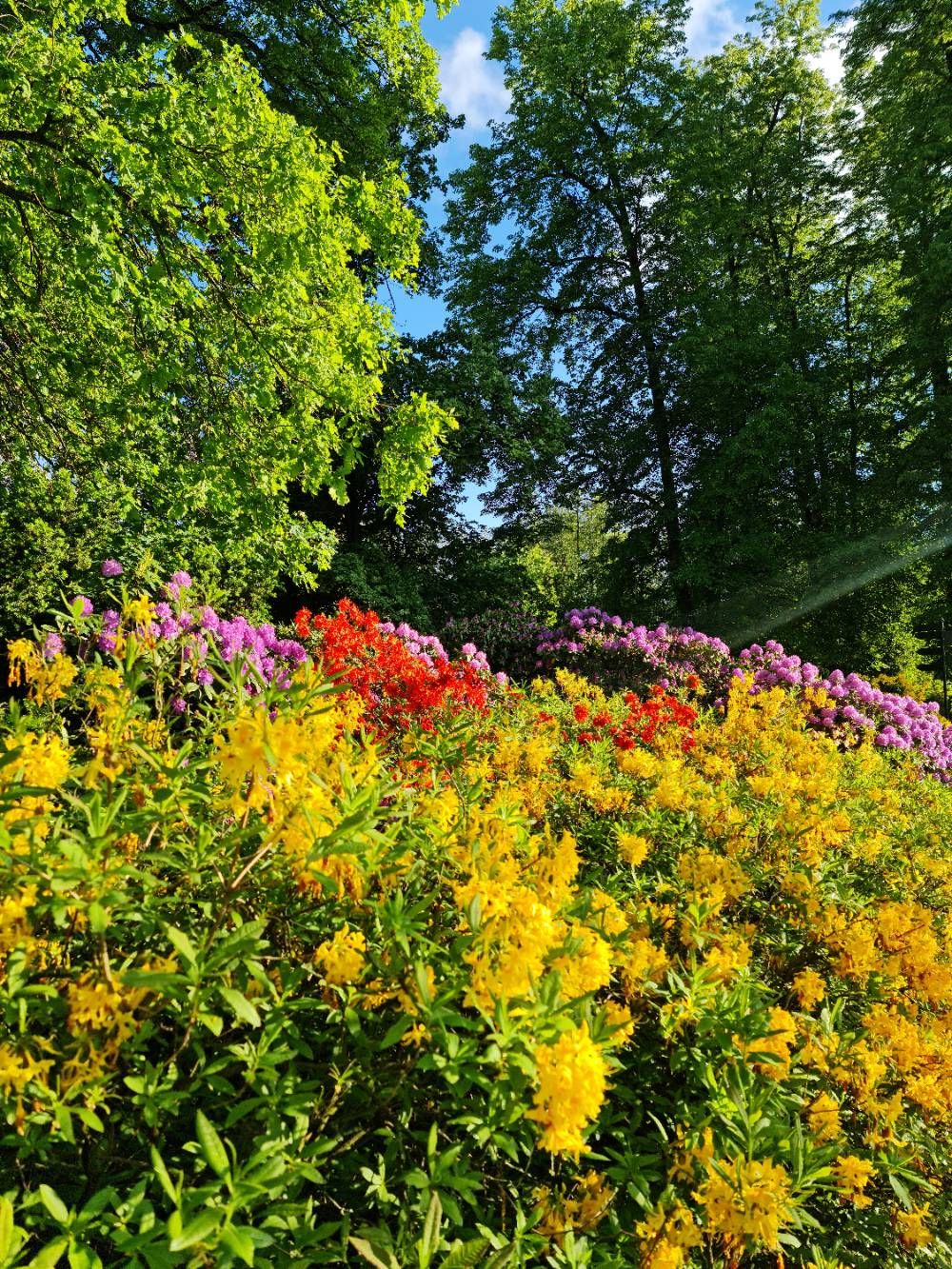 Flora 🌸 - Samsung Community