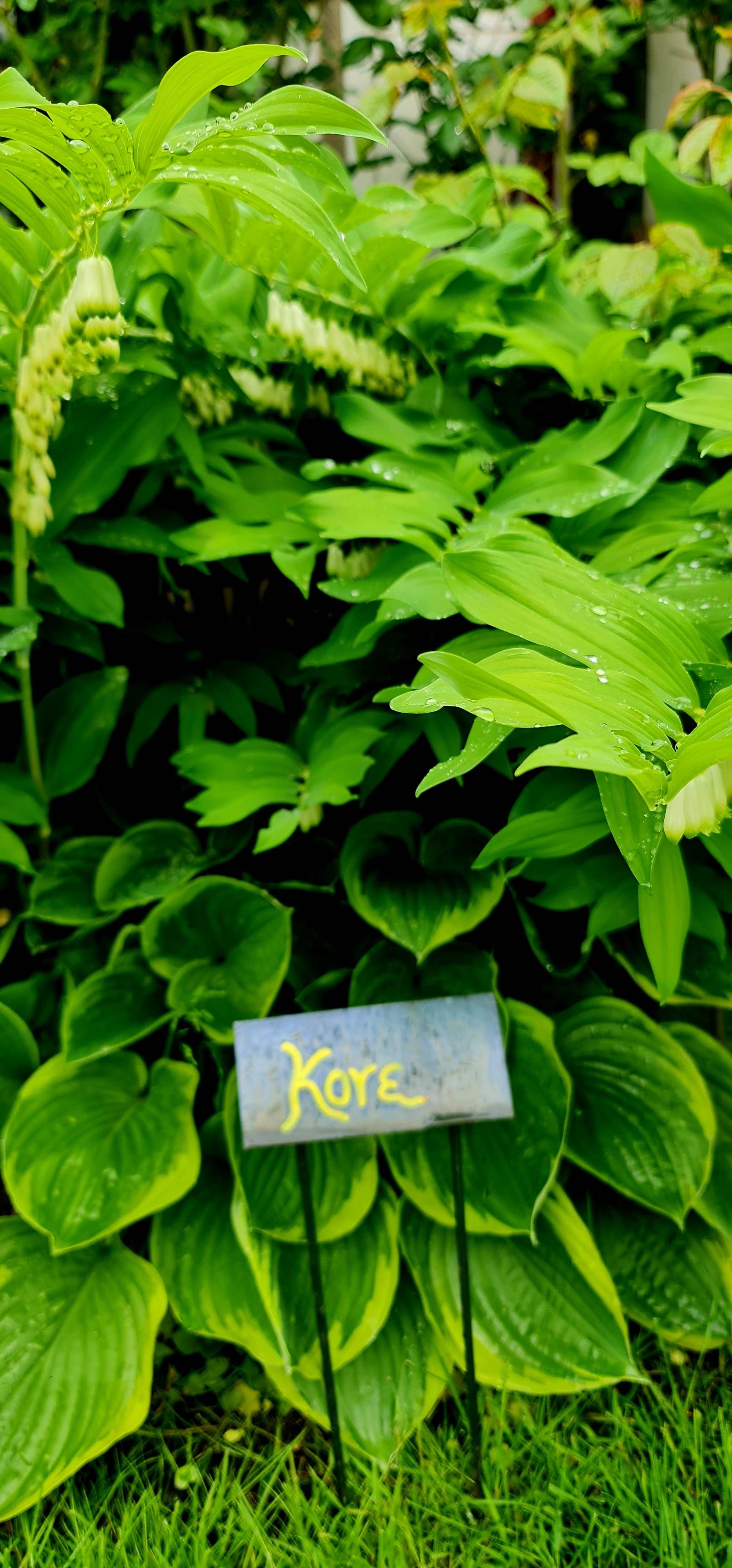 Flora 🌸 - Samsung Community