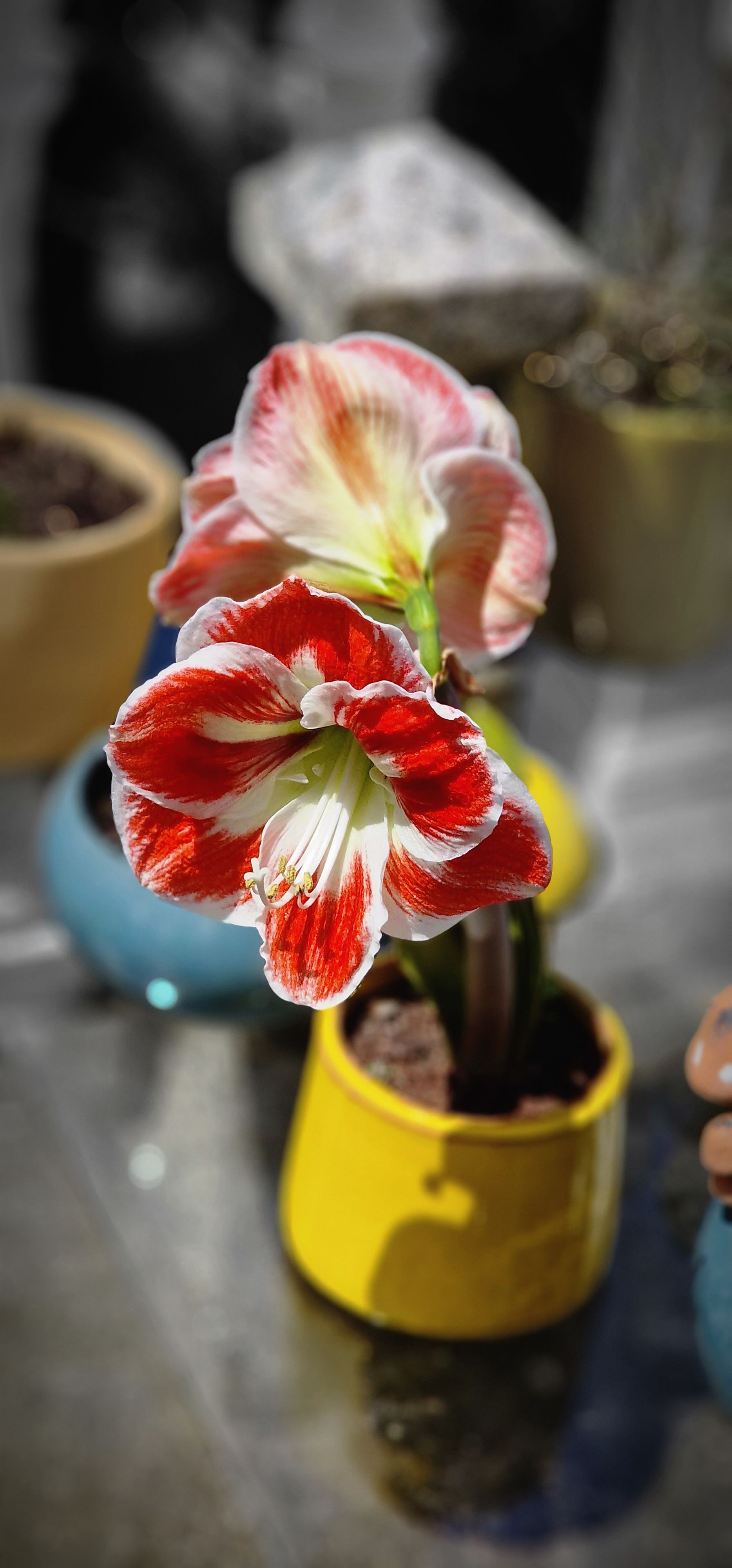 Amarillis - Samsung Community