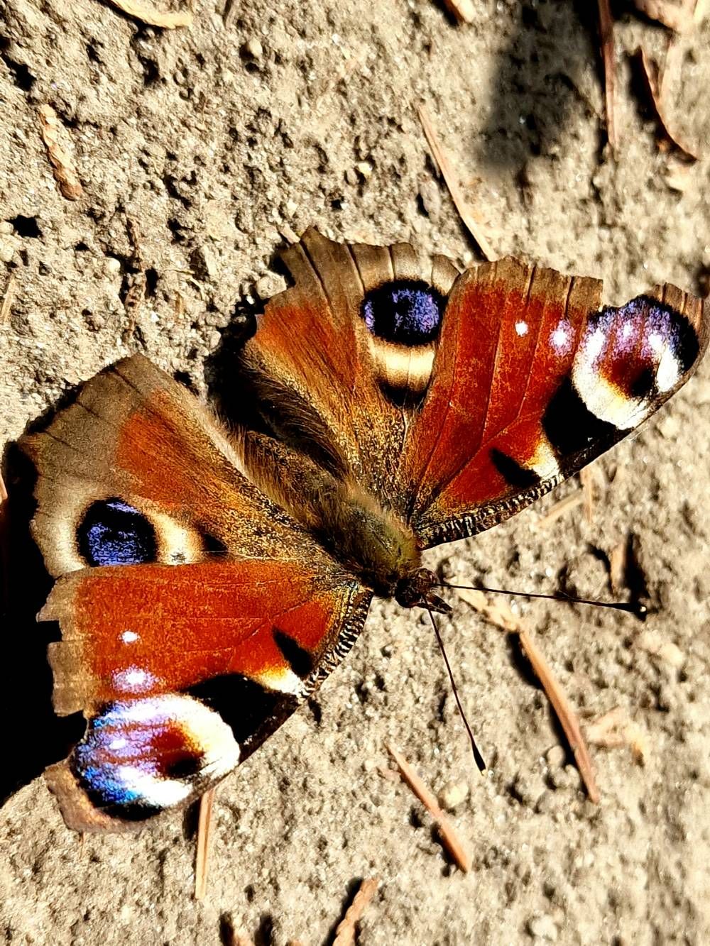 Pillangó - Samsung Community