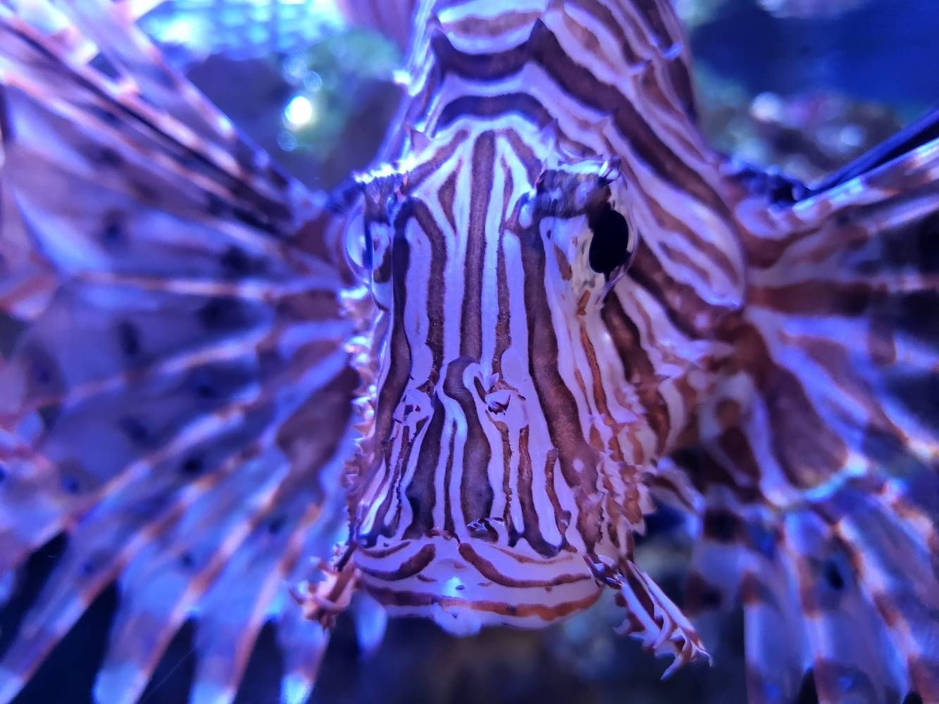Lion fish - Samsung Community