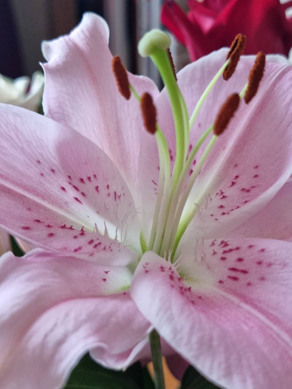 Lily - Samsung Community