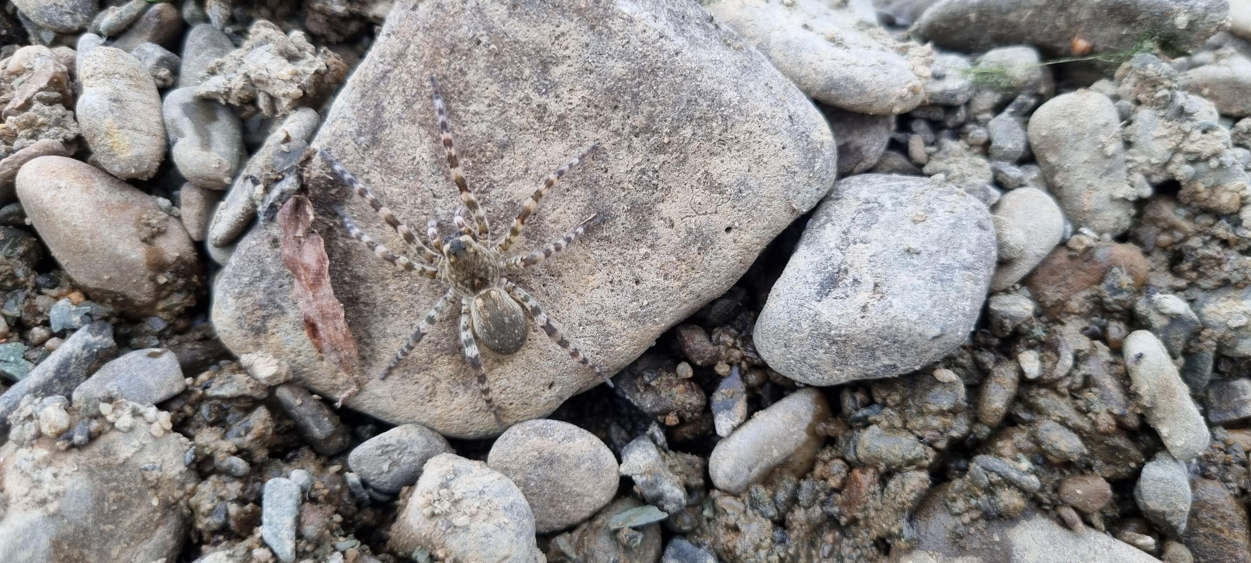 Spider Samsung Galaxy S21 - Samsung Community