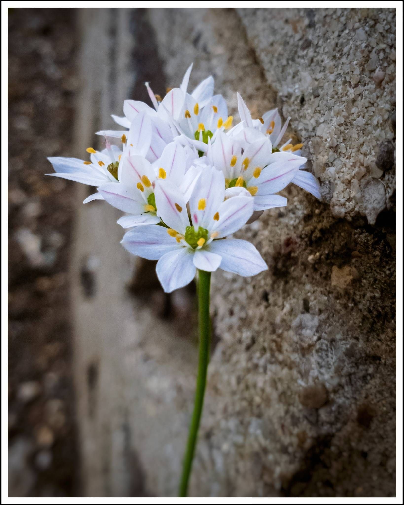 Flowers - Samsung Community