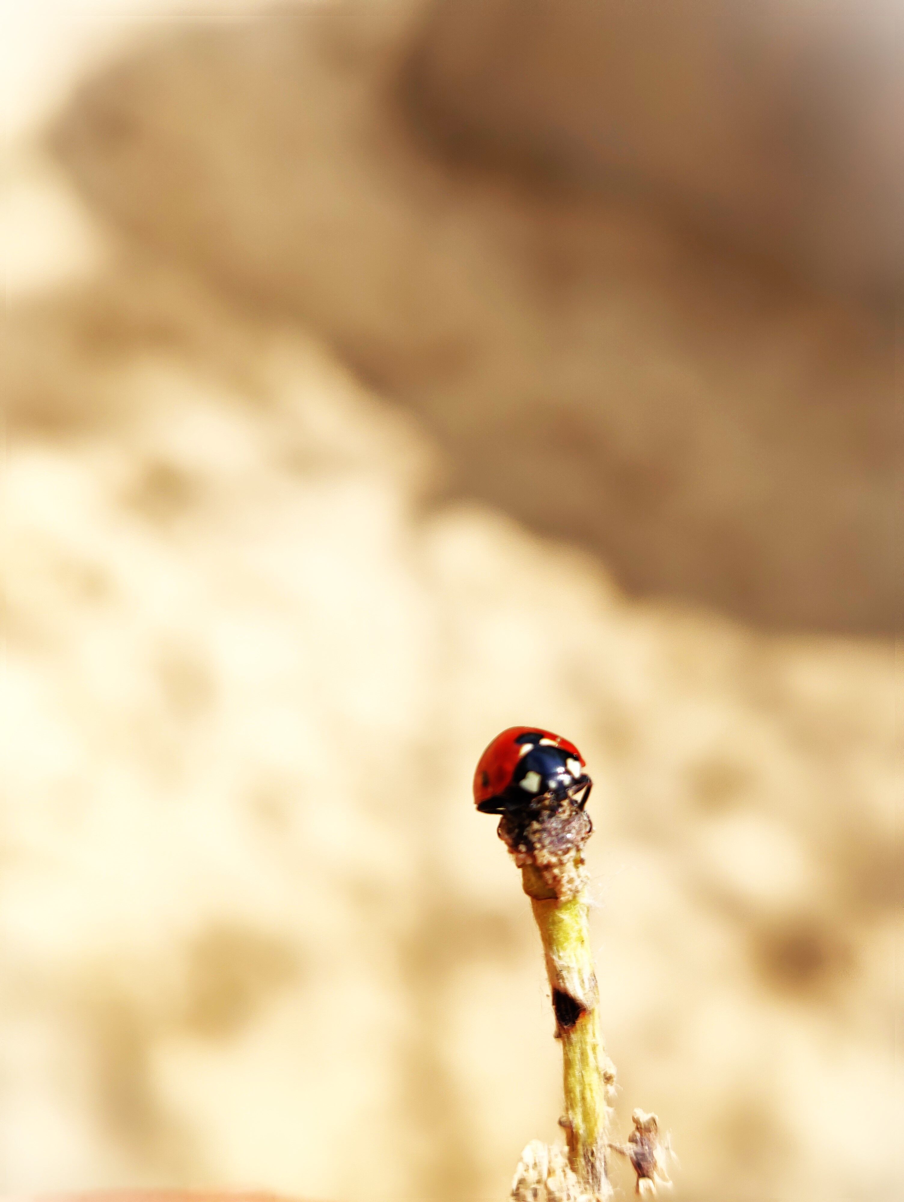 Katica - Samsung Community