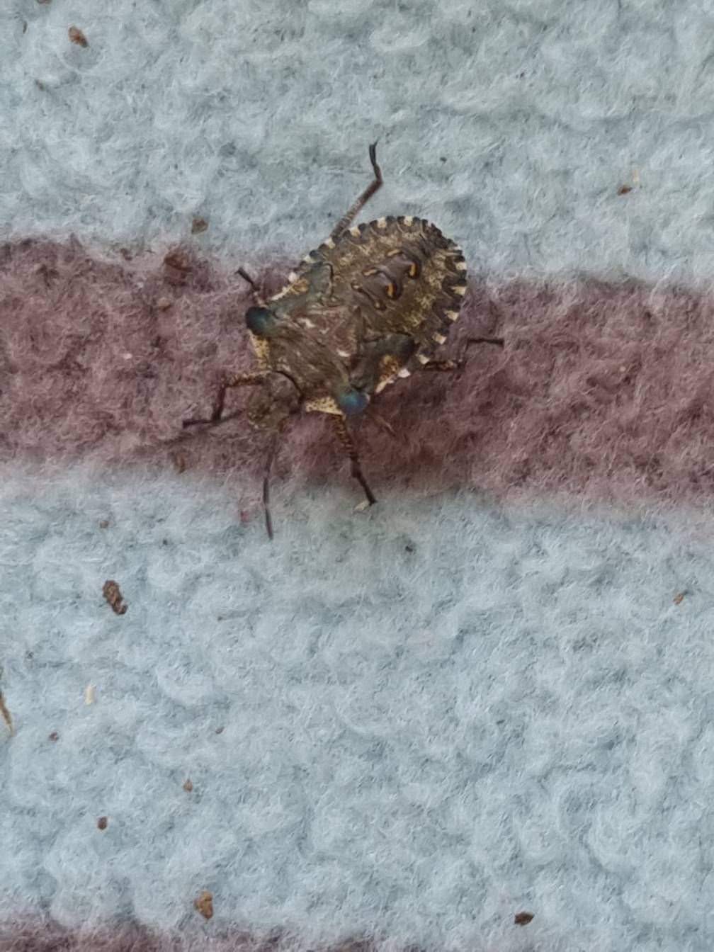 Sieh dir mal die Wanze an, wie die Wanze tanzen kann – Seite 3 ...