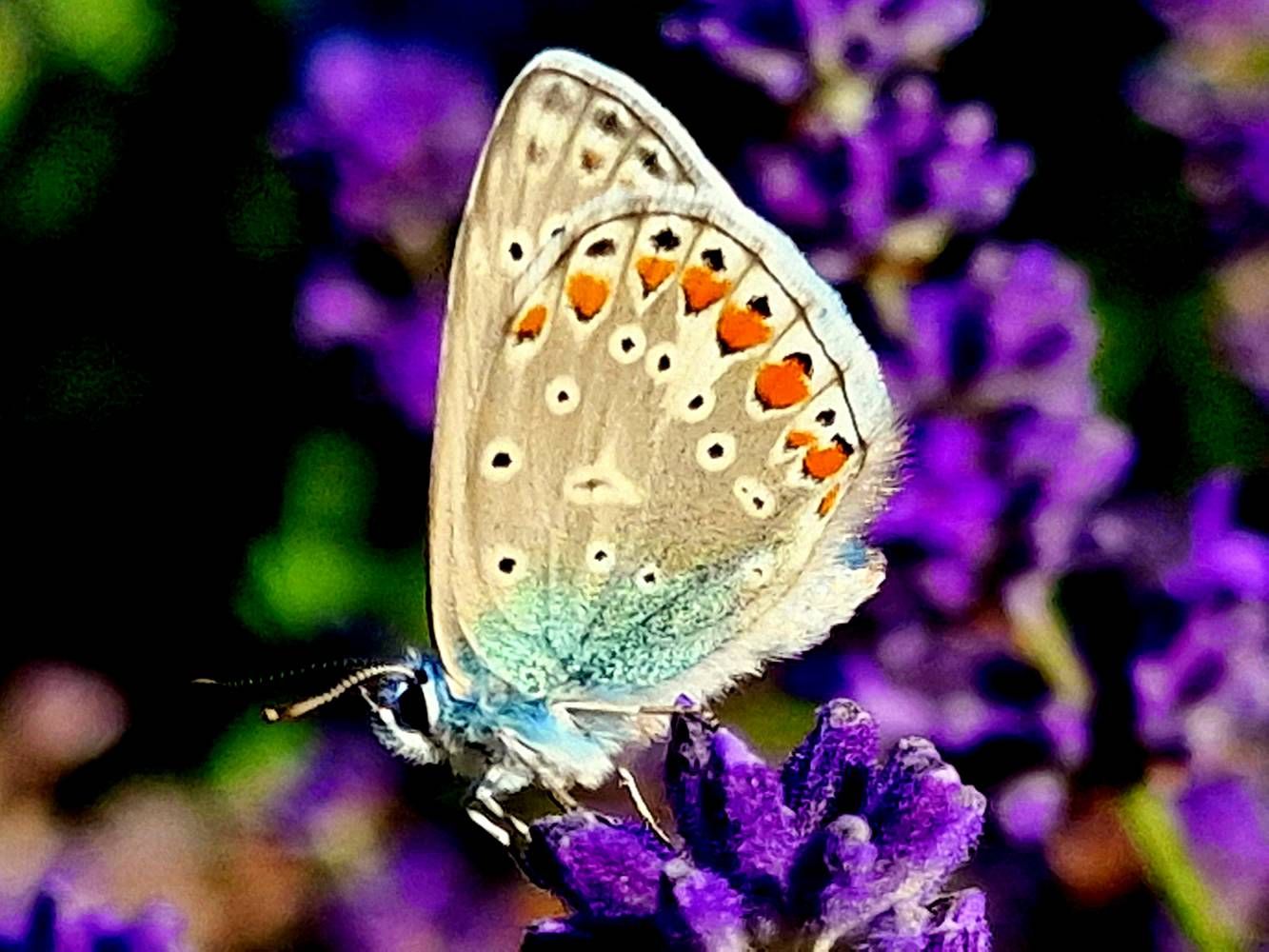 Pillangó - Samsung Community