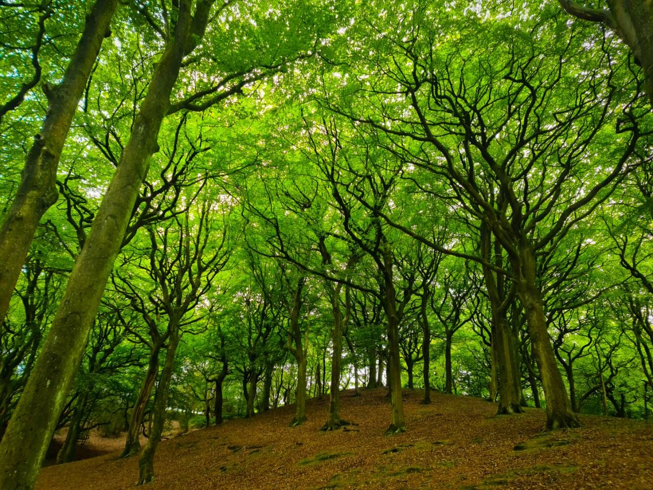 Tandle Hills Country Park, Royton, Gtr Manchester. - Samsung Community