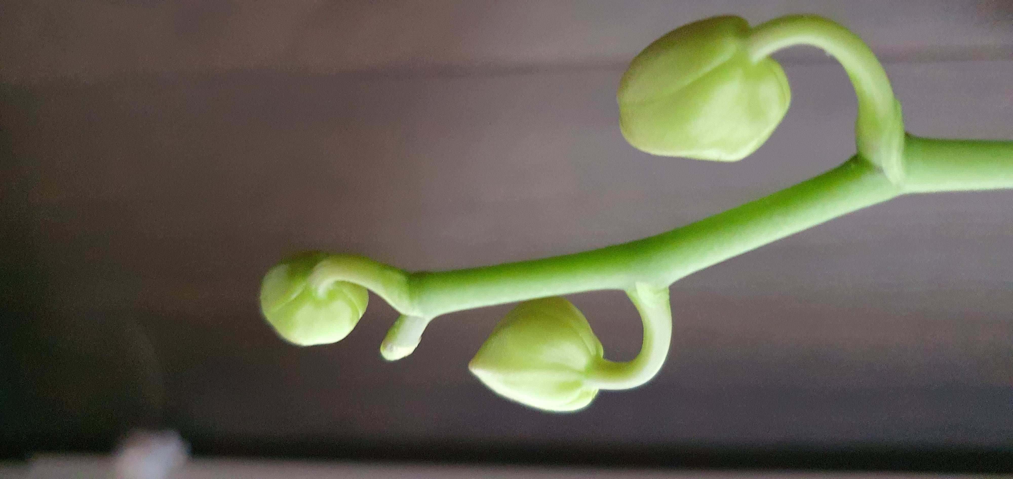 Pui de orhidee - Samsung Community