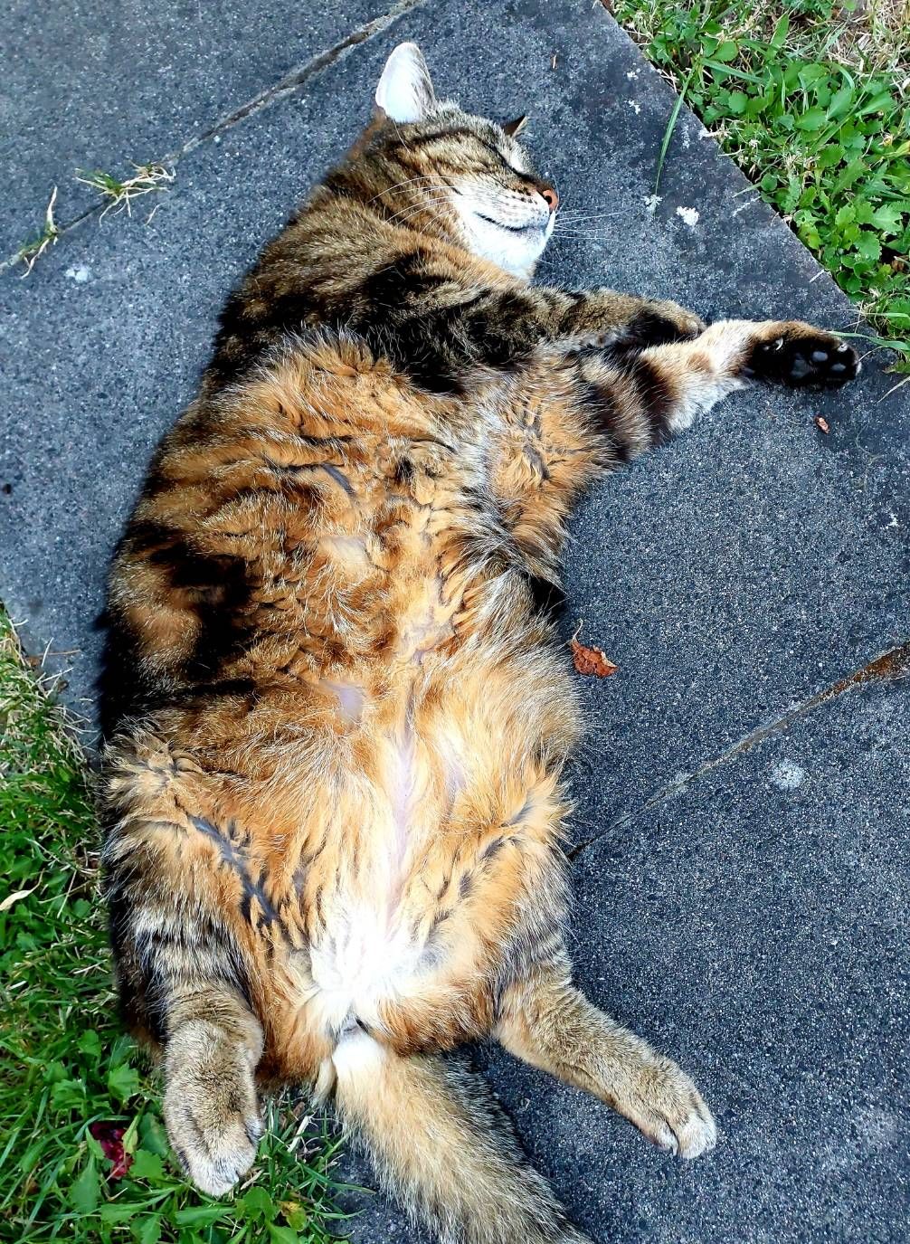 Hier nochmal unsere 17 Jahre alte Katze Lucy beim Chillen im Garten 😍 ...