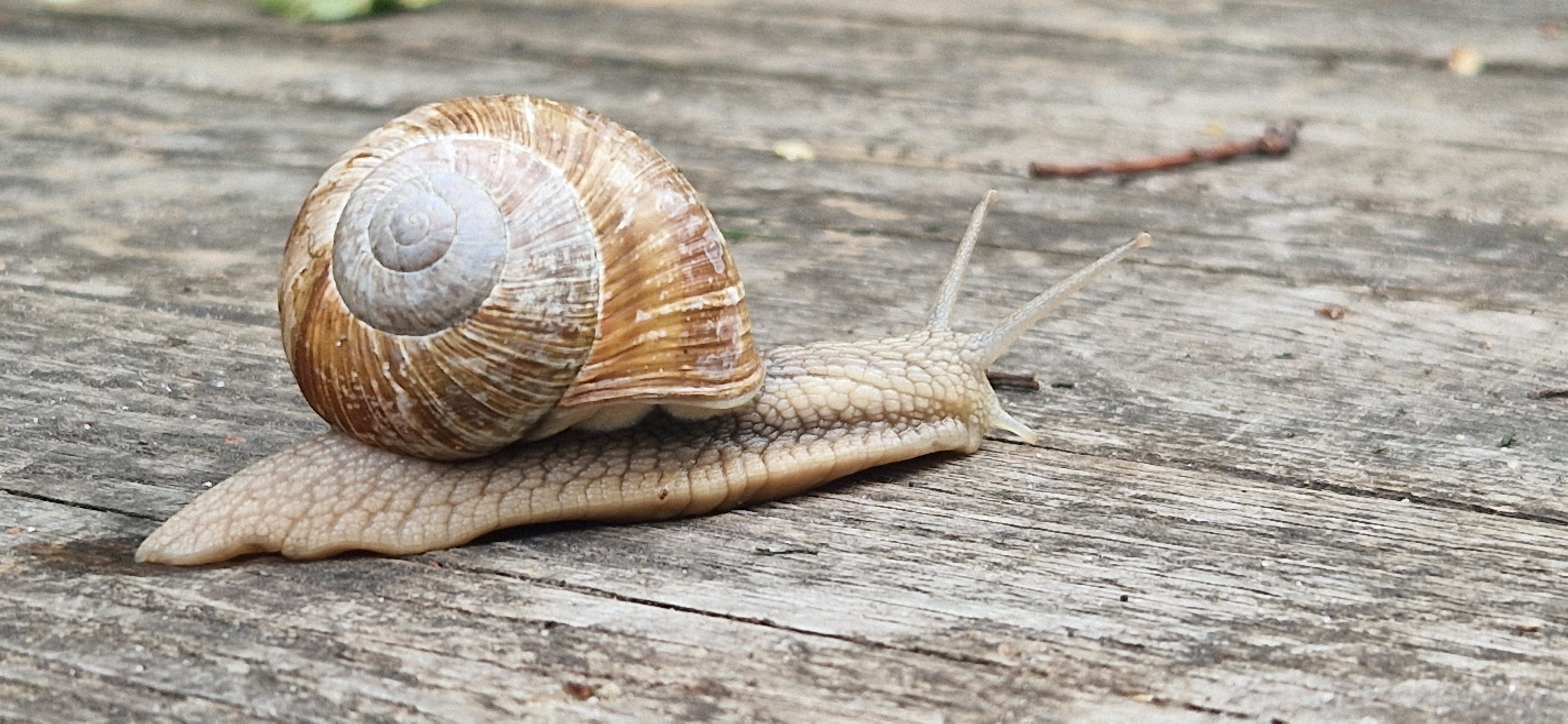 Pan Ślimak - Samsung Community