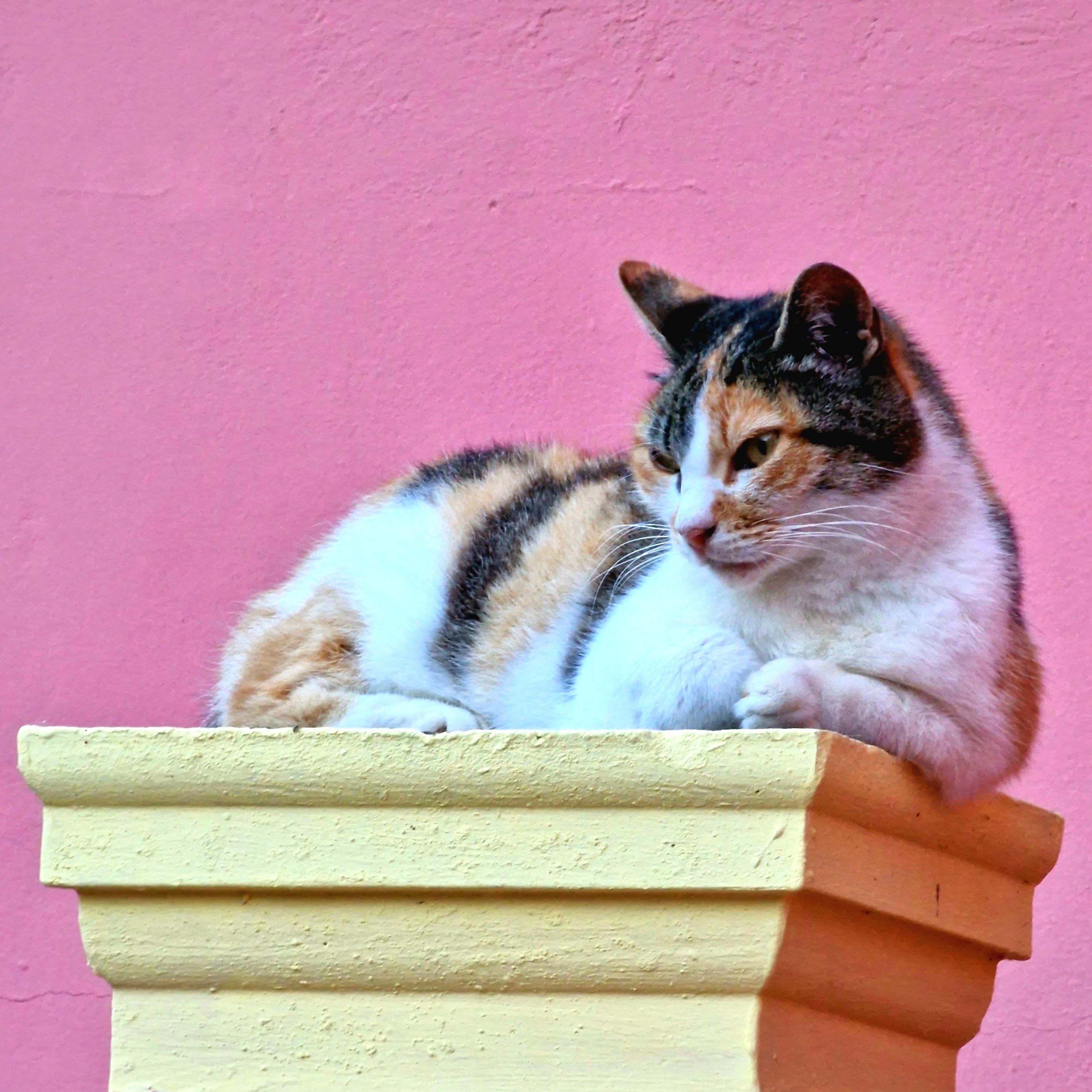 Corfu cat statue - Samsung Community