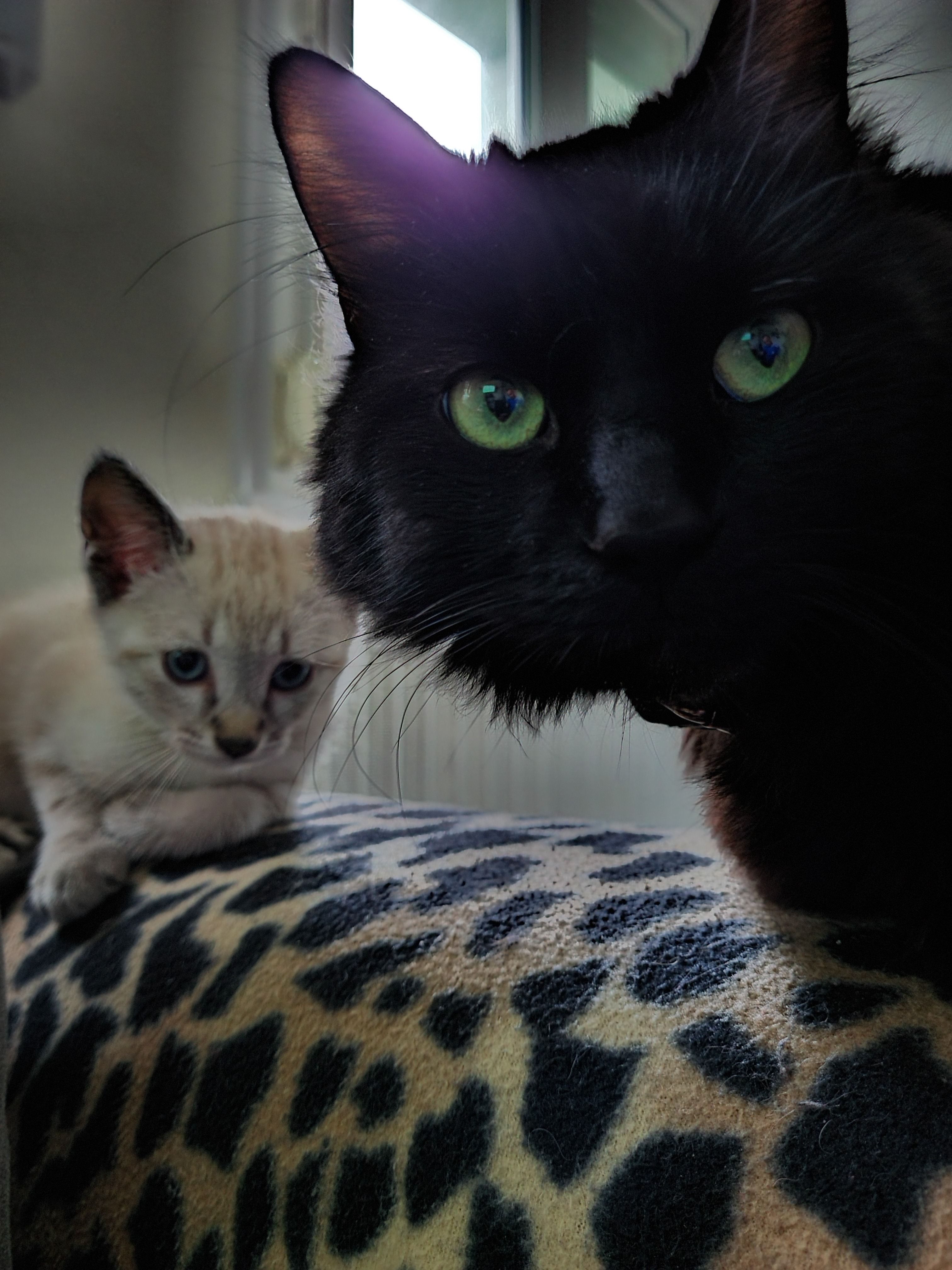 Baguera et rocket😍 - Samsung Community