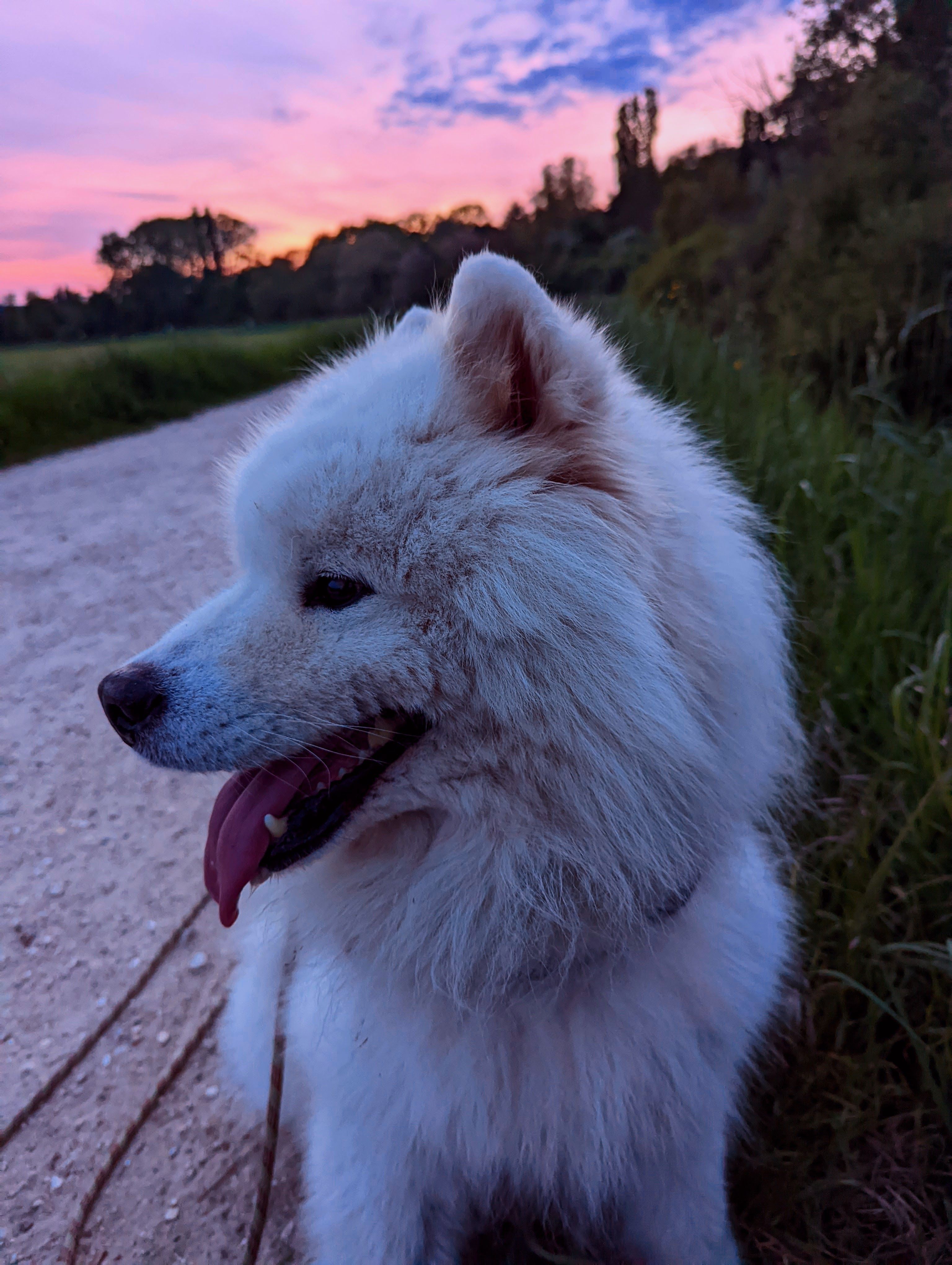 Loky en balade nocturne - Samsung Community