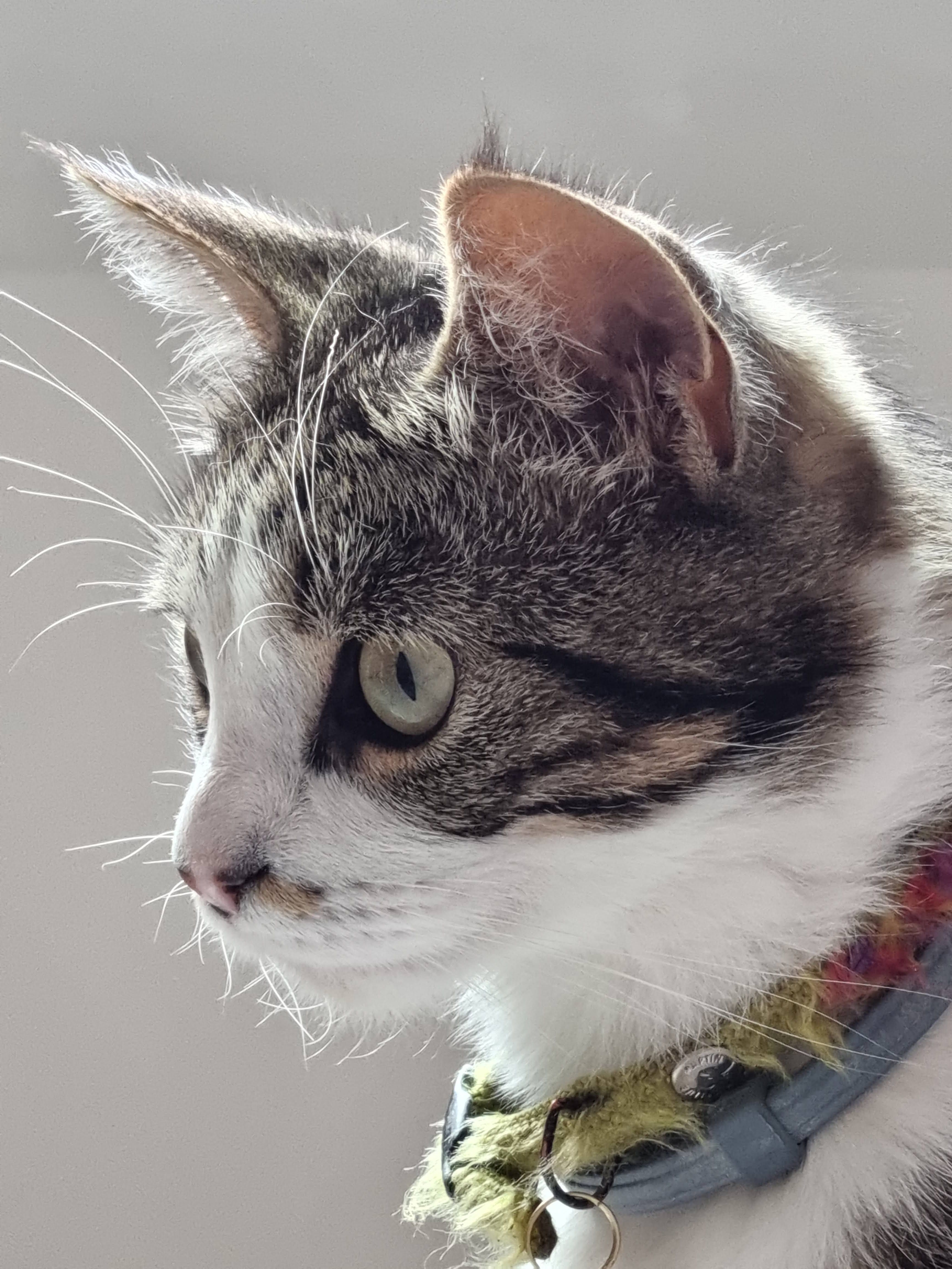 Snoopy portrait - Samsung Community