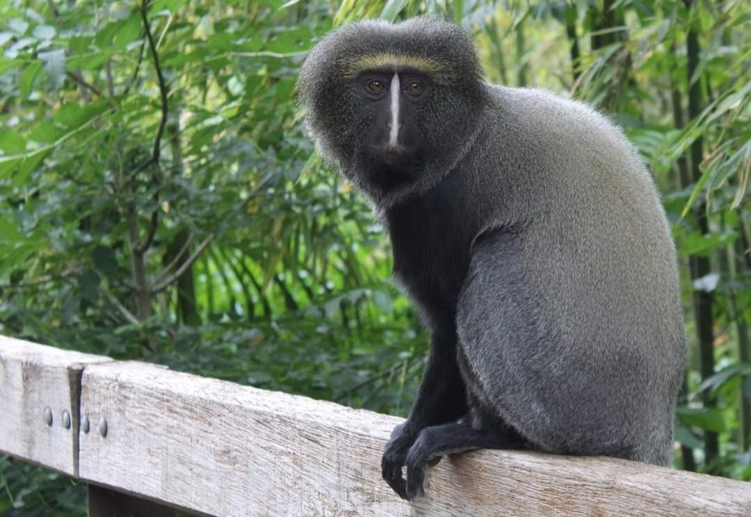 Singe - Samsung Community