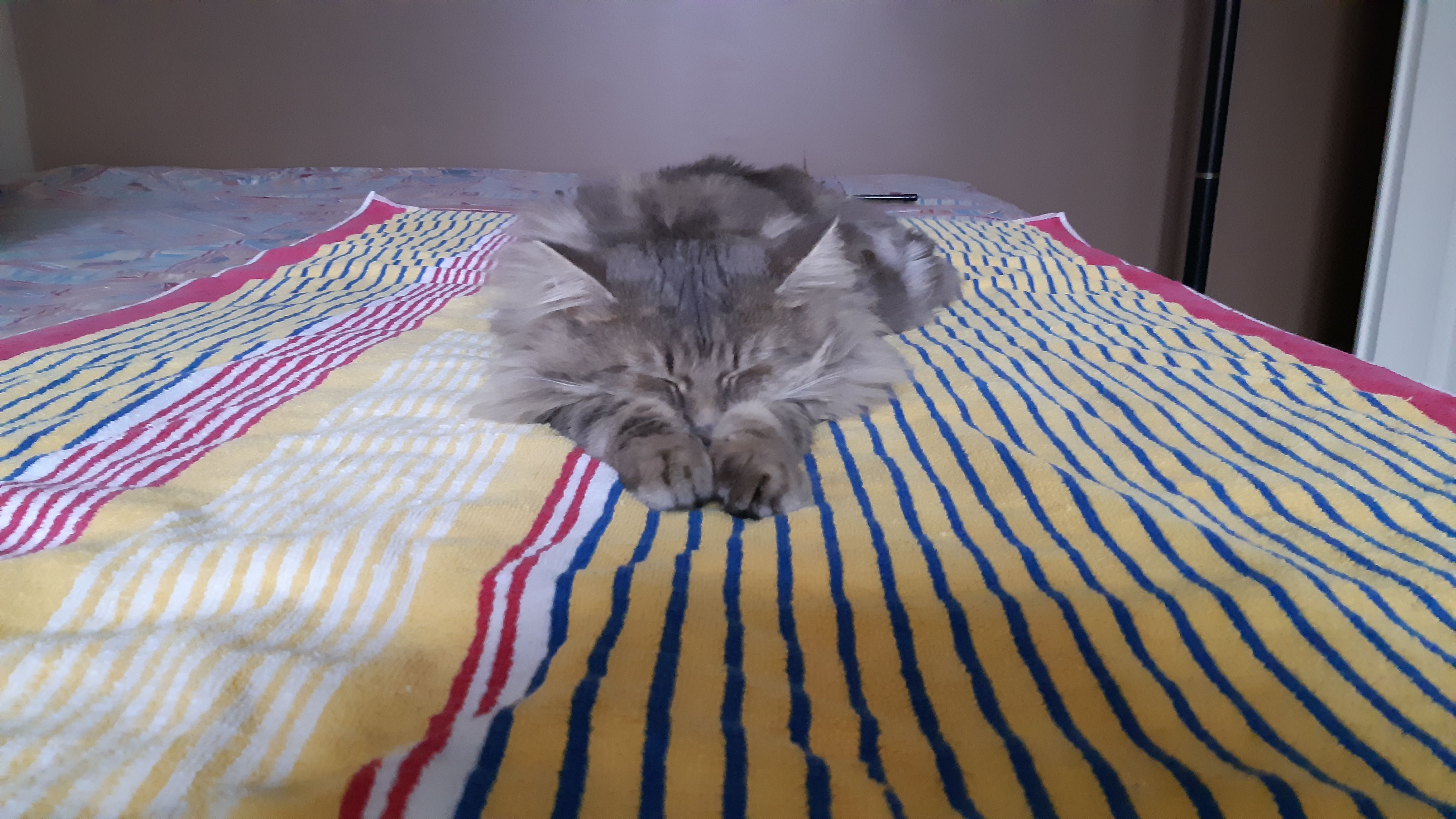 Pause animal - Samsung Community