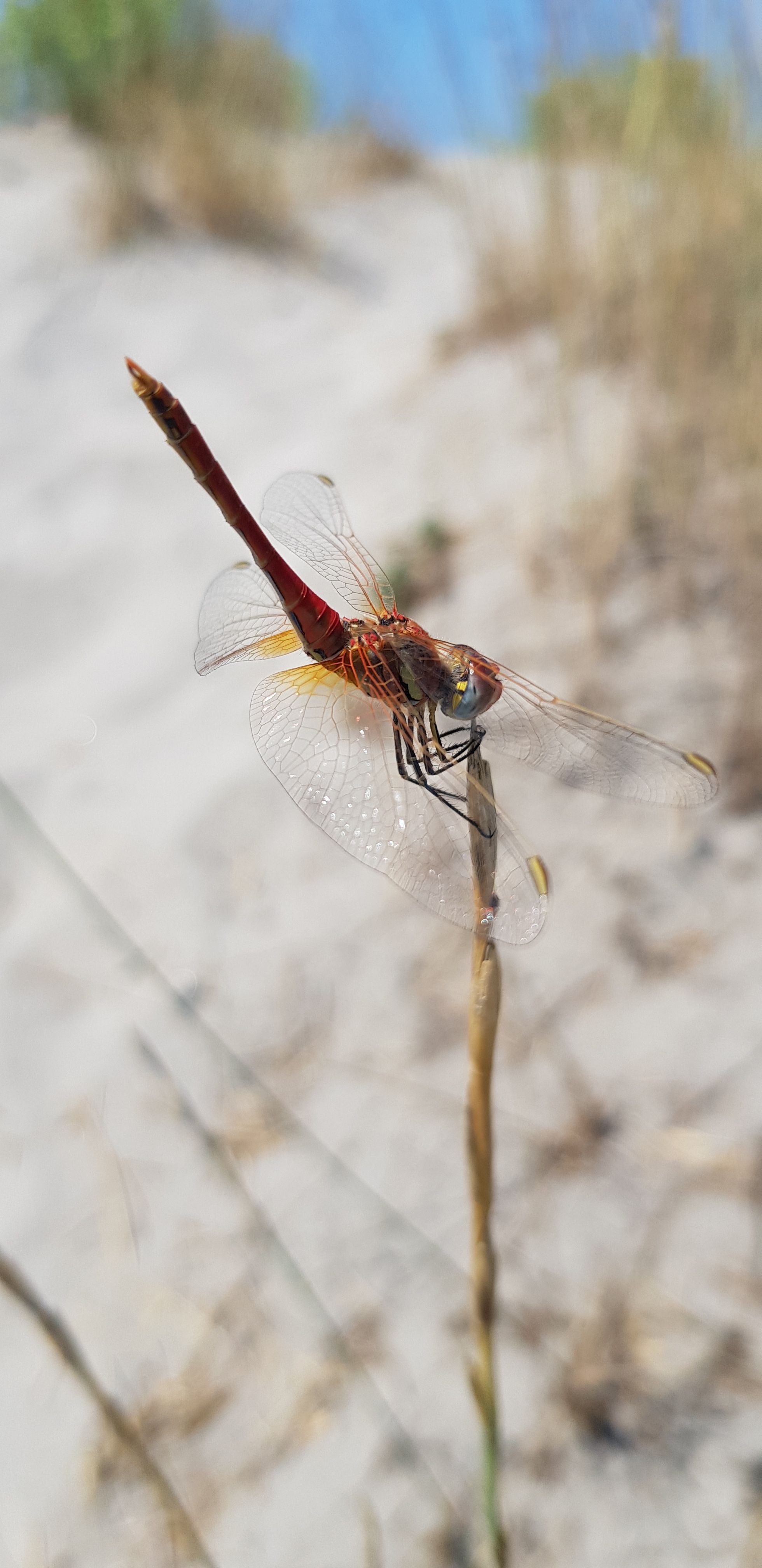 Libellule rouge - Samsung Community