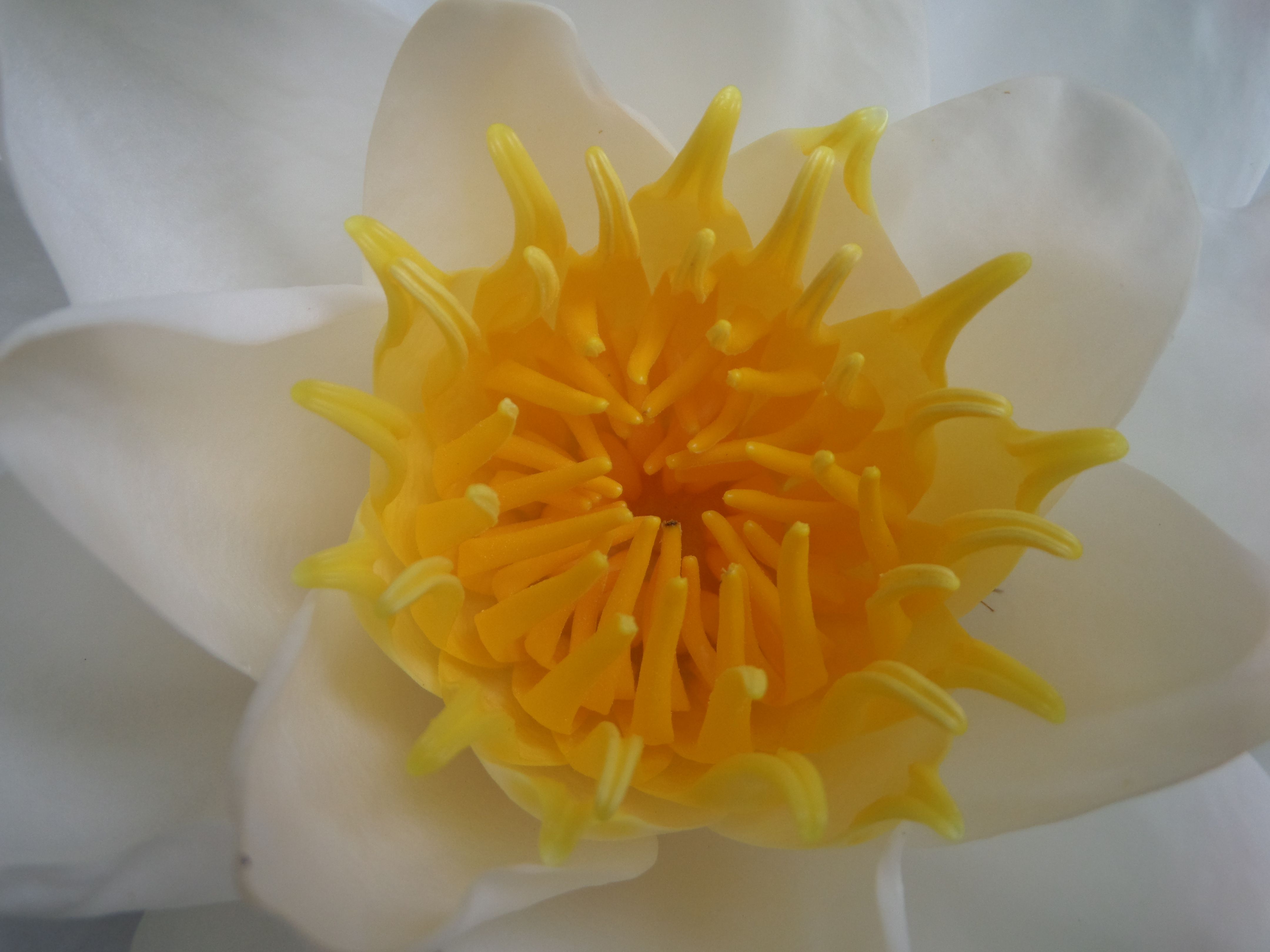 Coeur de Lotus - Samsung Community