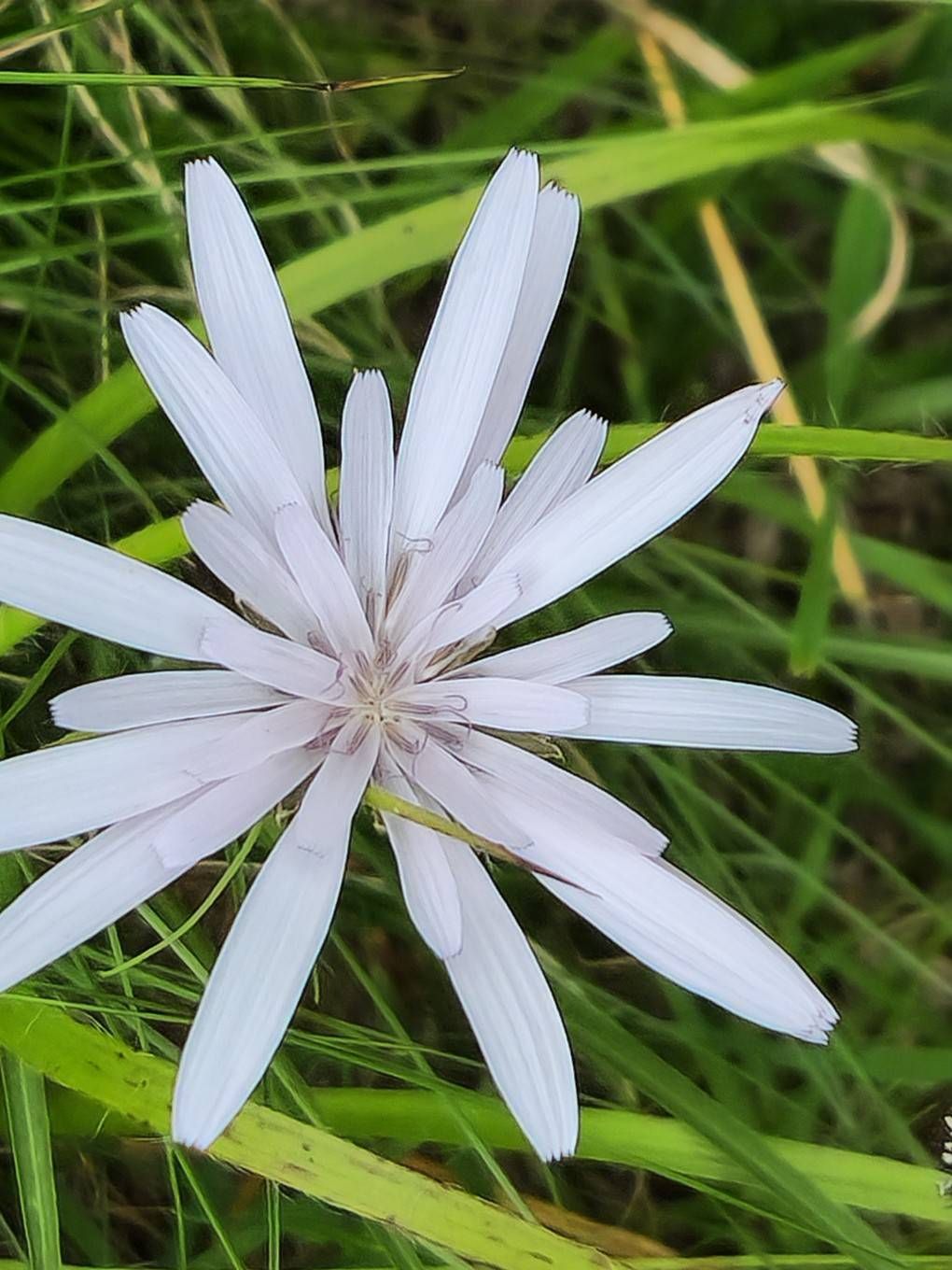 Poze macro - Samsung Community