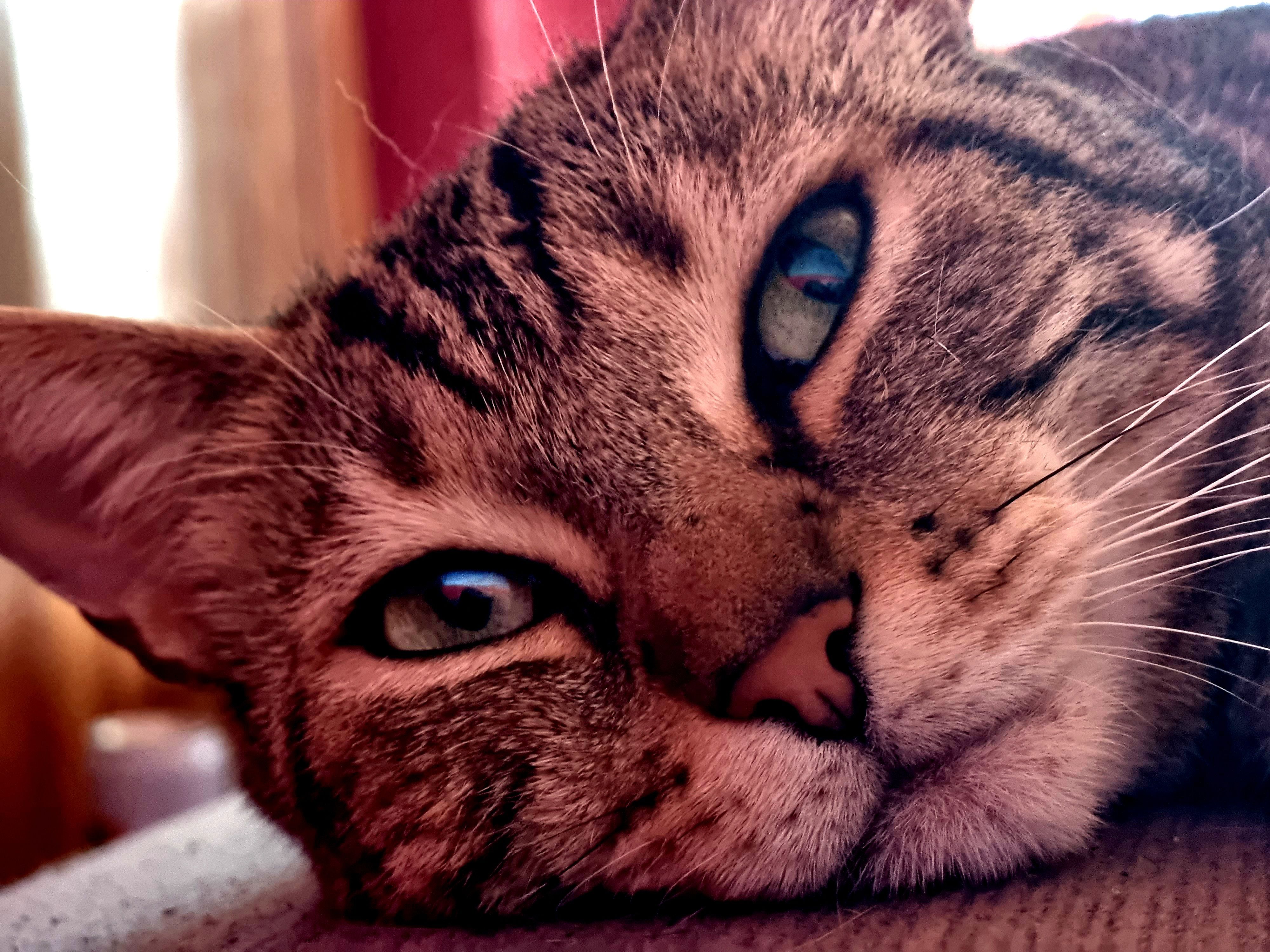 Tigris, Le chat - Samsung Community