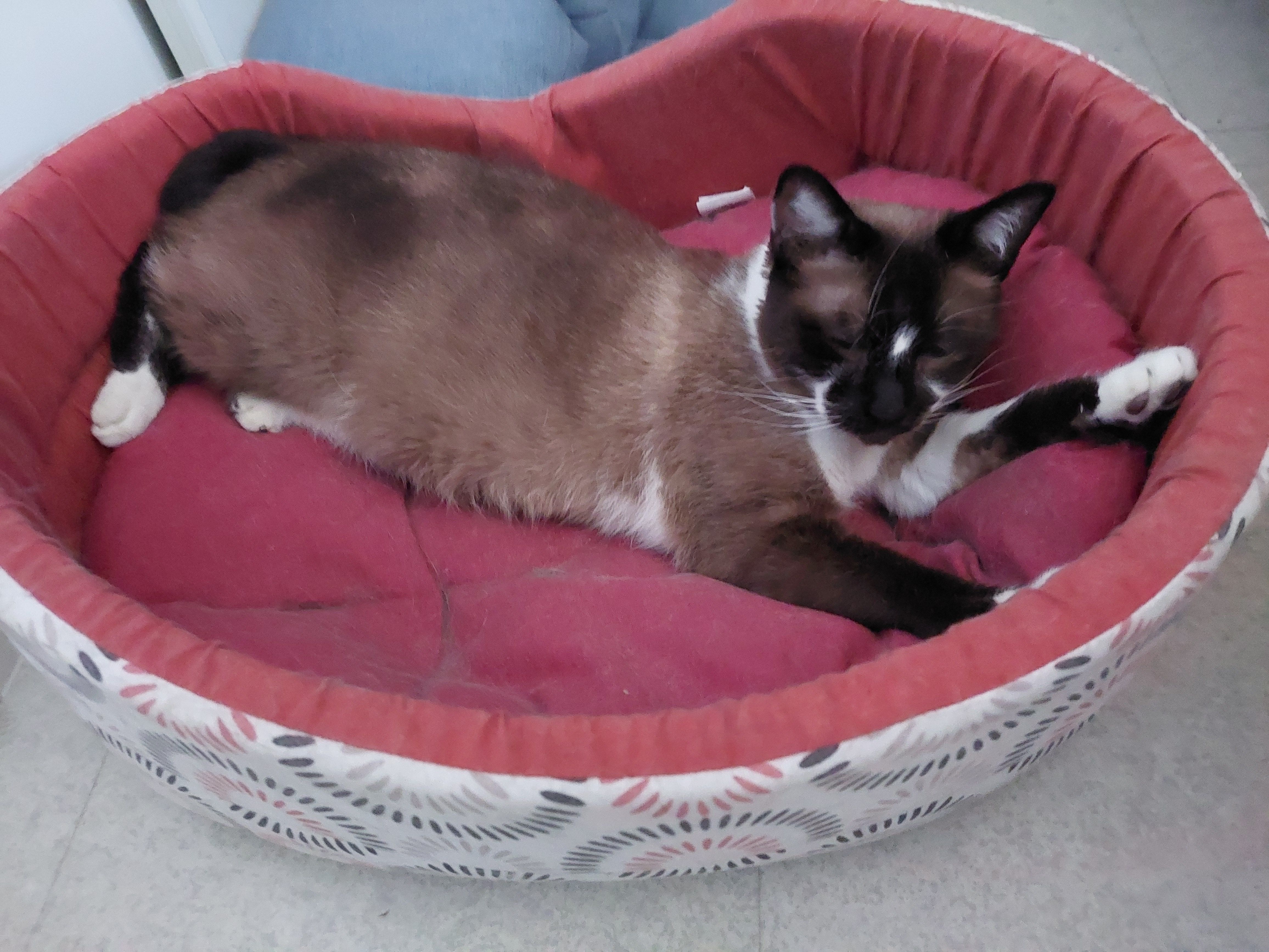 Guizmo - Samsung Community