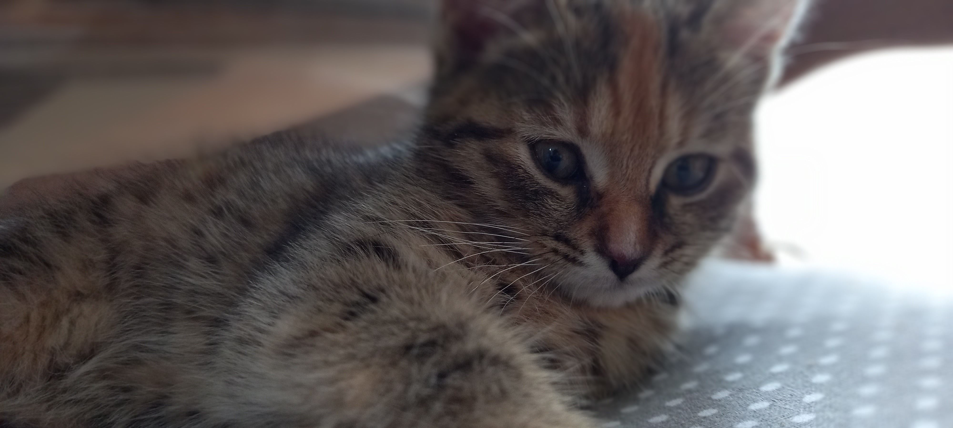 Mon petit chat trop mignon - Samsung Community