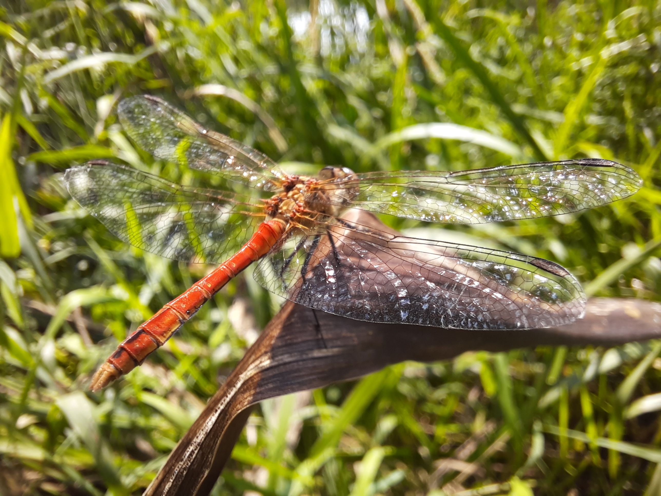 Sympétrum rouge sang - Samsung Community