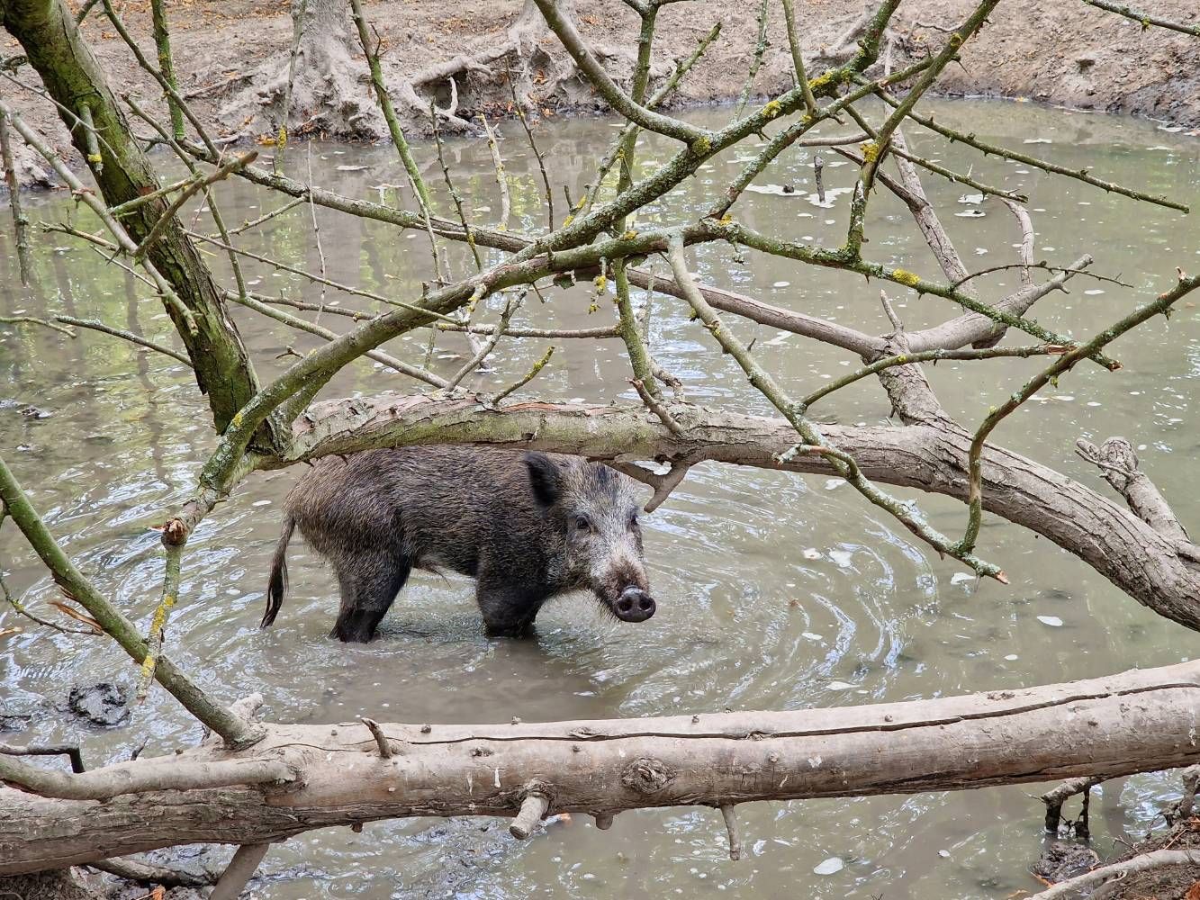 Pákozdi Pagony Vadaskert és Arborétum - Samsung Community
