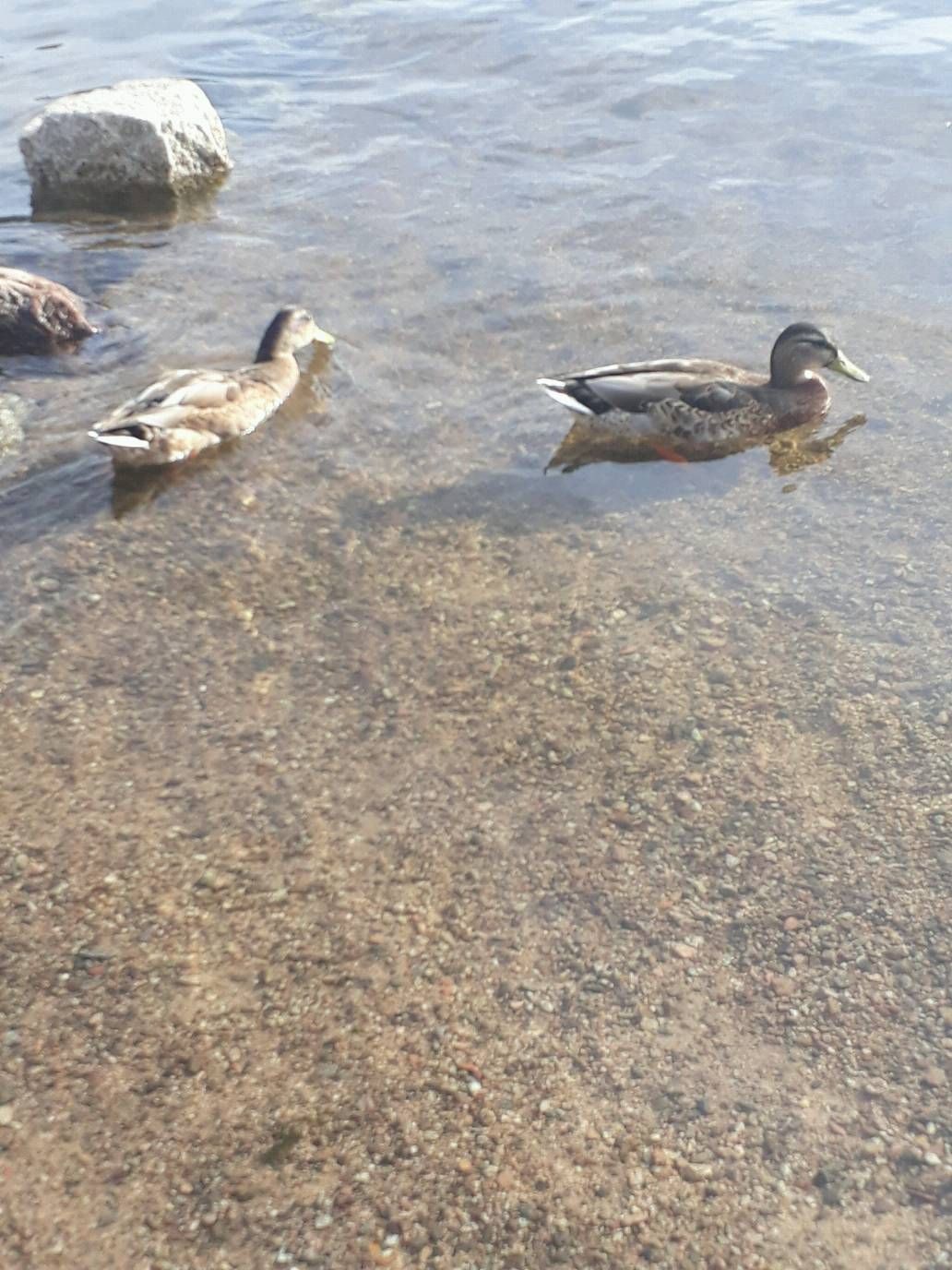 See, Boote & Enten🏞🦆🦆⛵ - Samsung Community