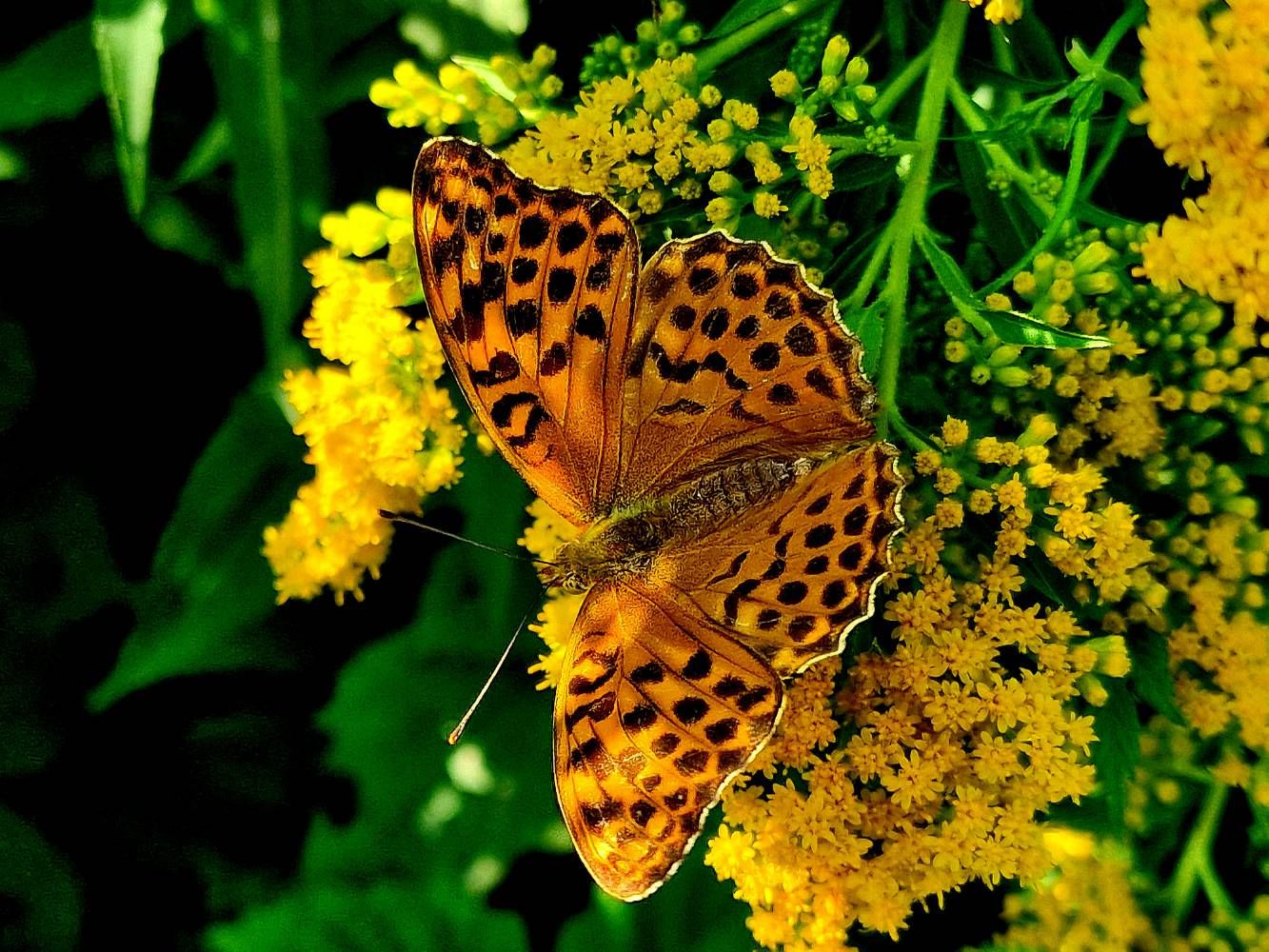 Pillangó - Samsung Community